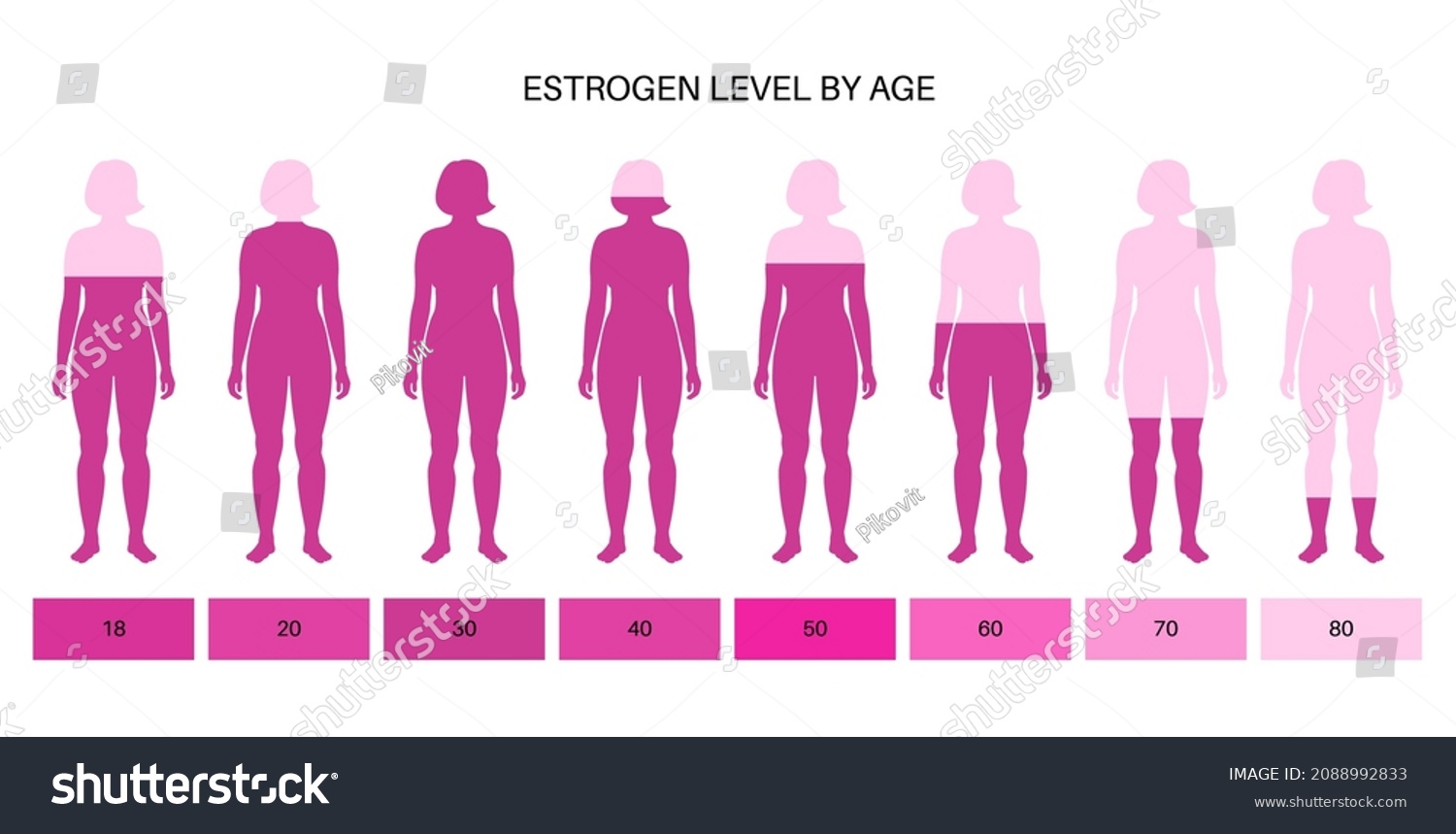 Estrogen Level Color Chart Sex Hormone เวกเตอร์สต็อก ปลอดค่าลิขสิทธิ์