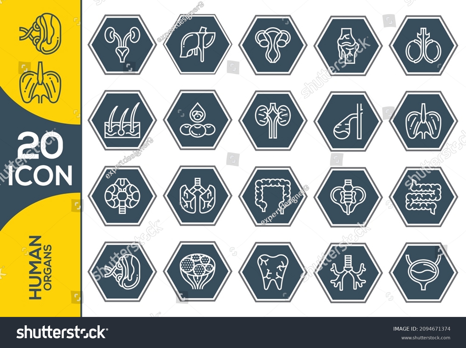 Human Organs Vector Icons Set Modern Stock Vector Royalty Free