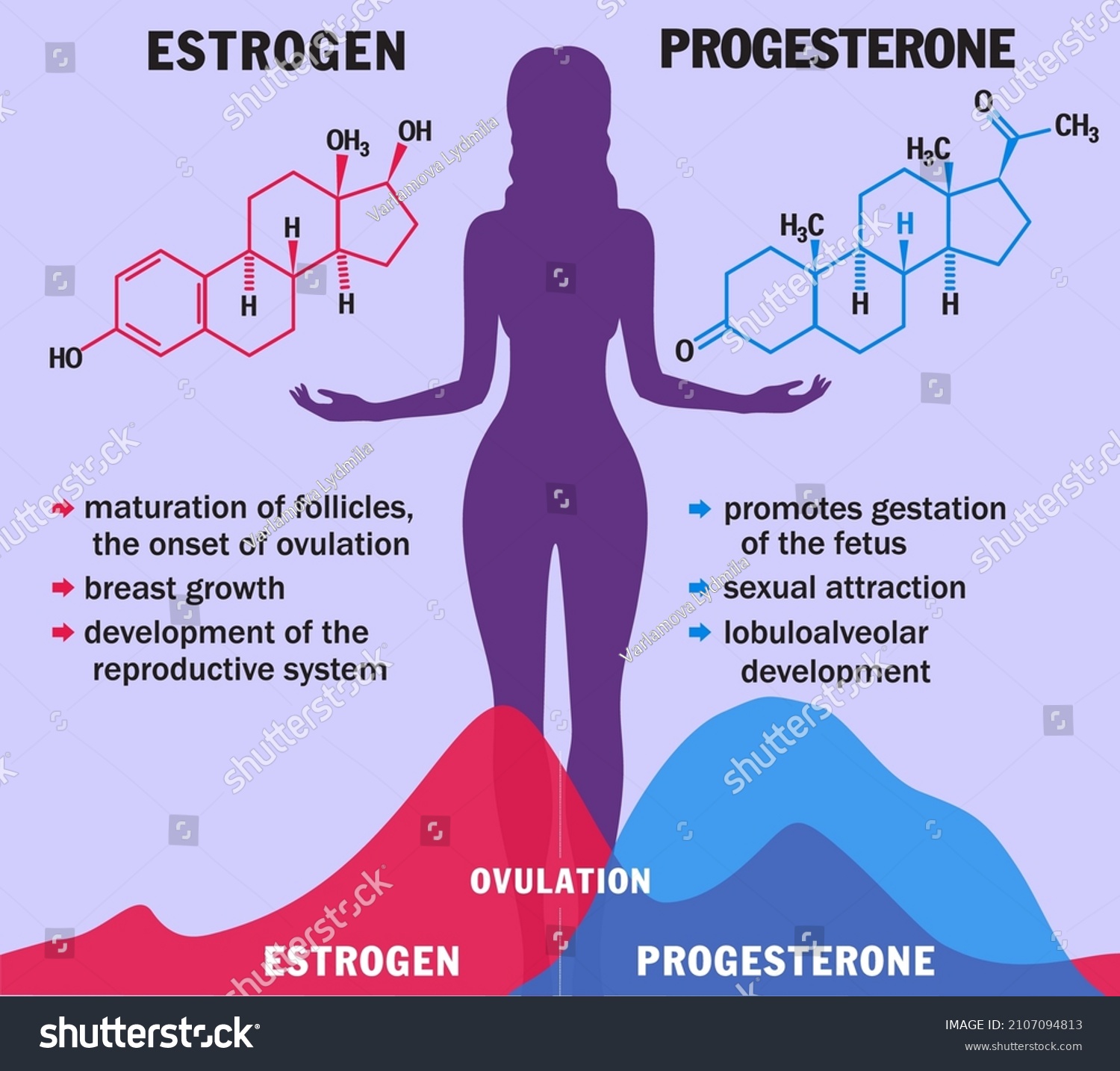 496 Estrogen Progesterone Stock Vectors Images And Vector Art Shutterstock