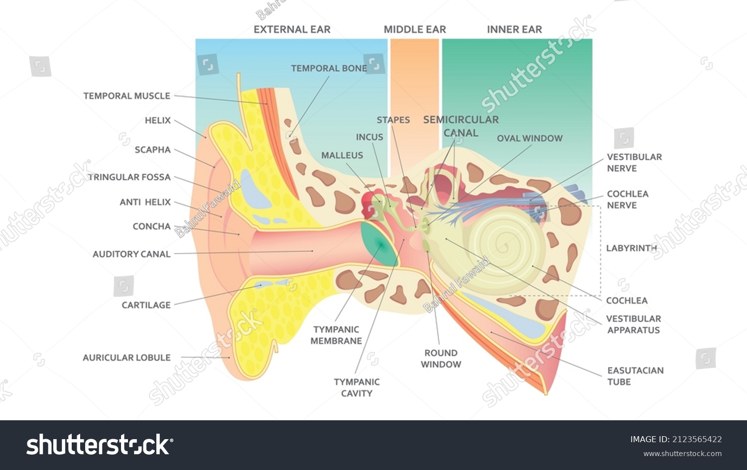 Anatomical Structure Human Ear Hear Medic Stock Vector (Royalty Free ... Anatomical Structure Human Ear Hear Medic Stock Vector (Royalty Free ...