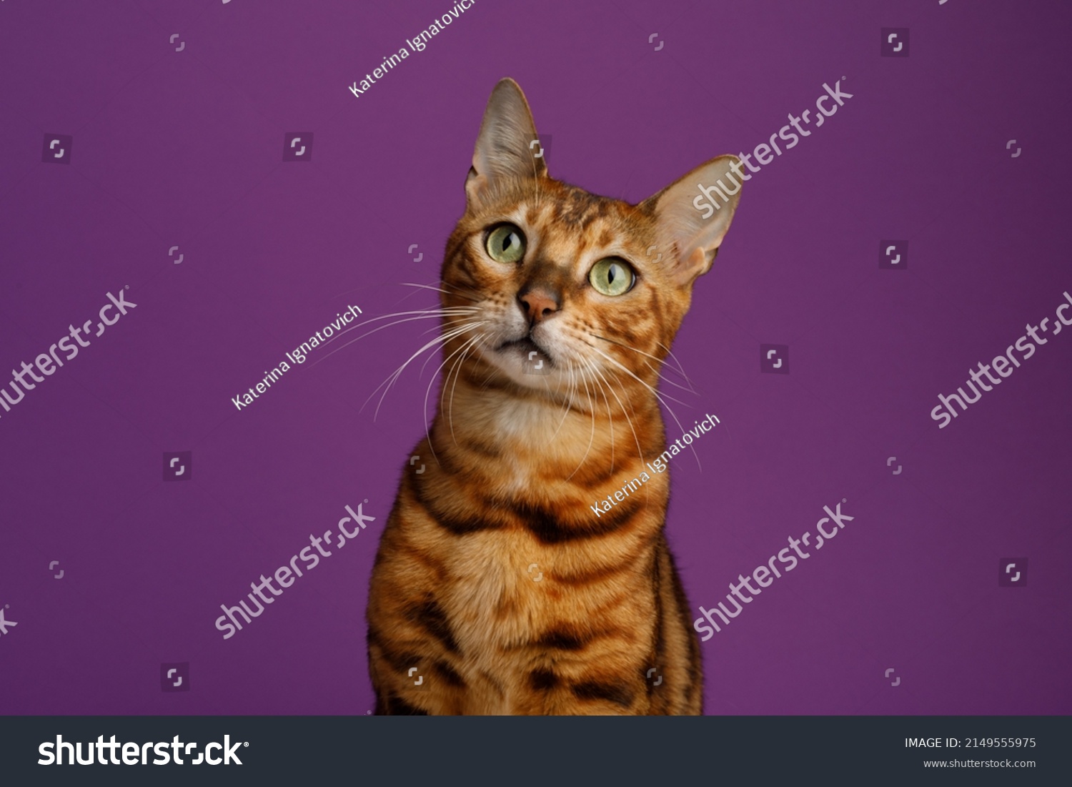 3,210 Cat Plain Background Images, Stock Photos & Vectors | Shutterstock