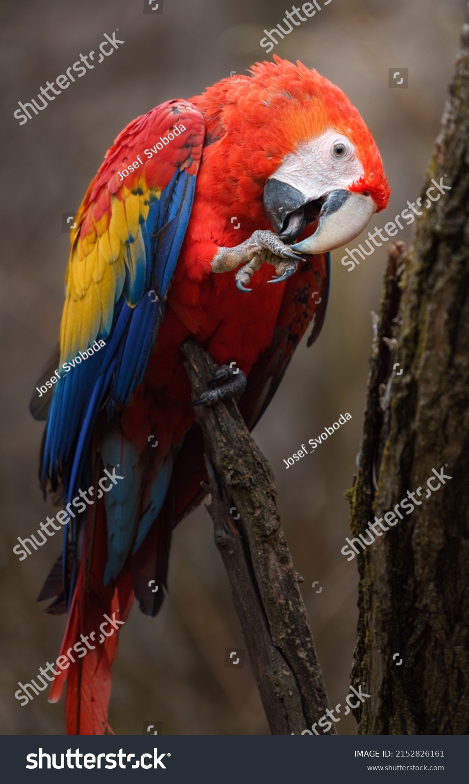 Portrait Scarlet Macaw Zoo Stock Photo 2152826161 | Shutterstock Portrait Scarlet Macaw Zoo Stock Photo 2152826161 | Shutterstock