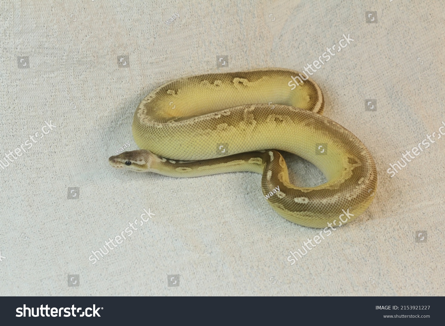 Ball Python Snake Aka Python Regius Stock Photo 2153921227 | Shutterstock