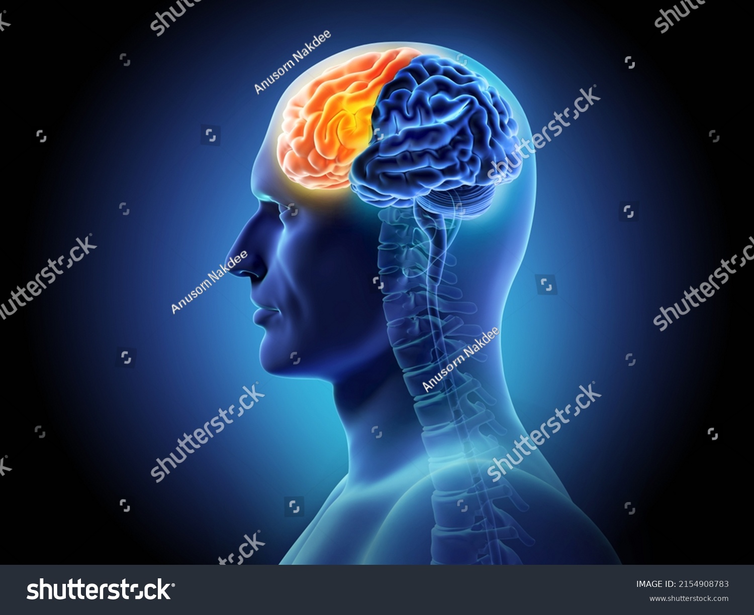 Human Brain Structure Neuron Brain Frontal Stock Illustration ... Human Brain Structure Neuron Brain Frontal Stock Illustration ...