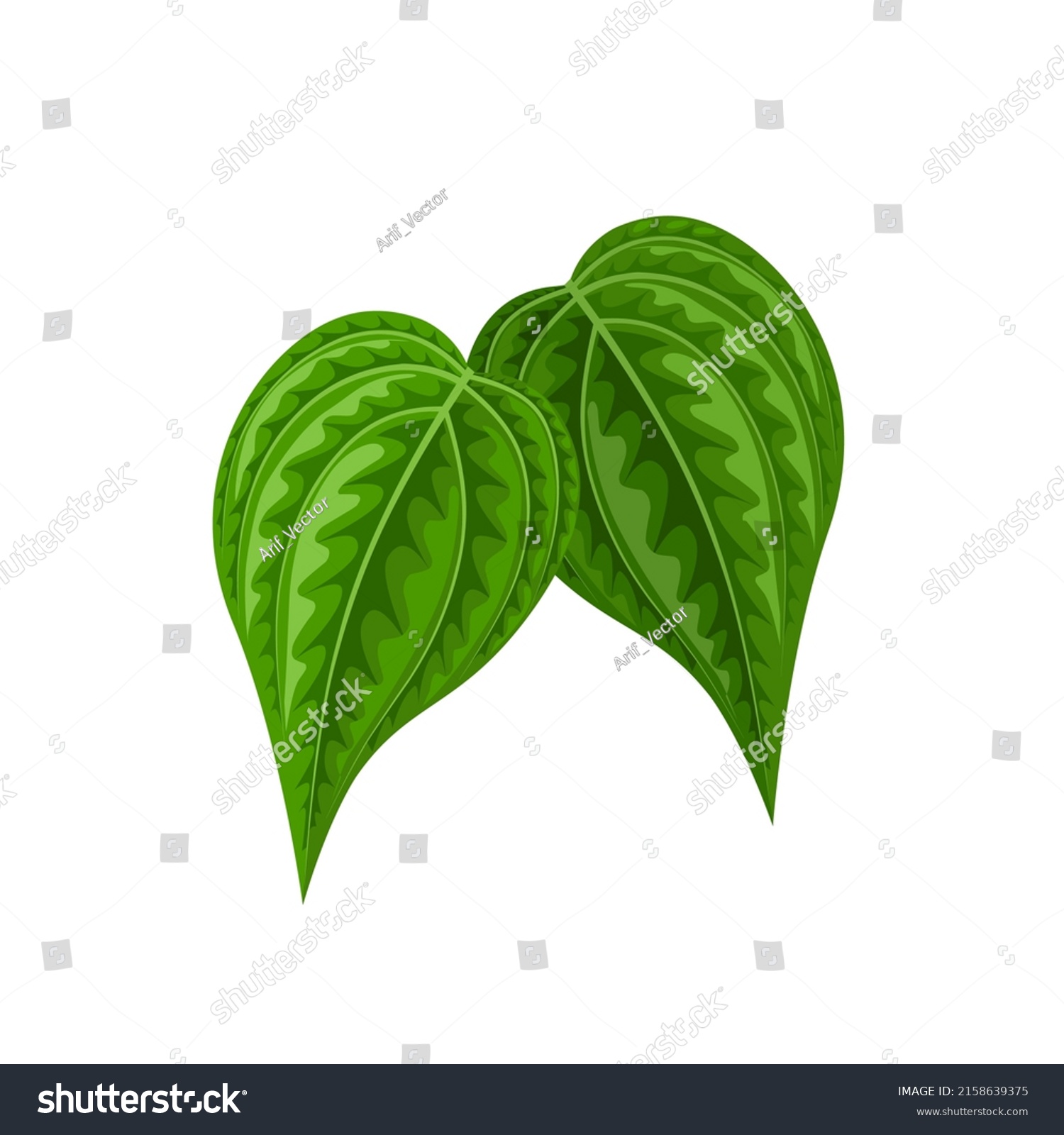 Vector Illustration Betel Leaf Scientific Name Stock Vector (Royalty ... Vector Illustration Betel Leaf Scientific Name Stock Vector (Royalty ...