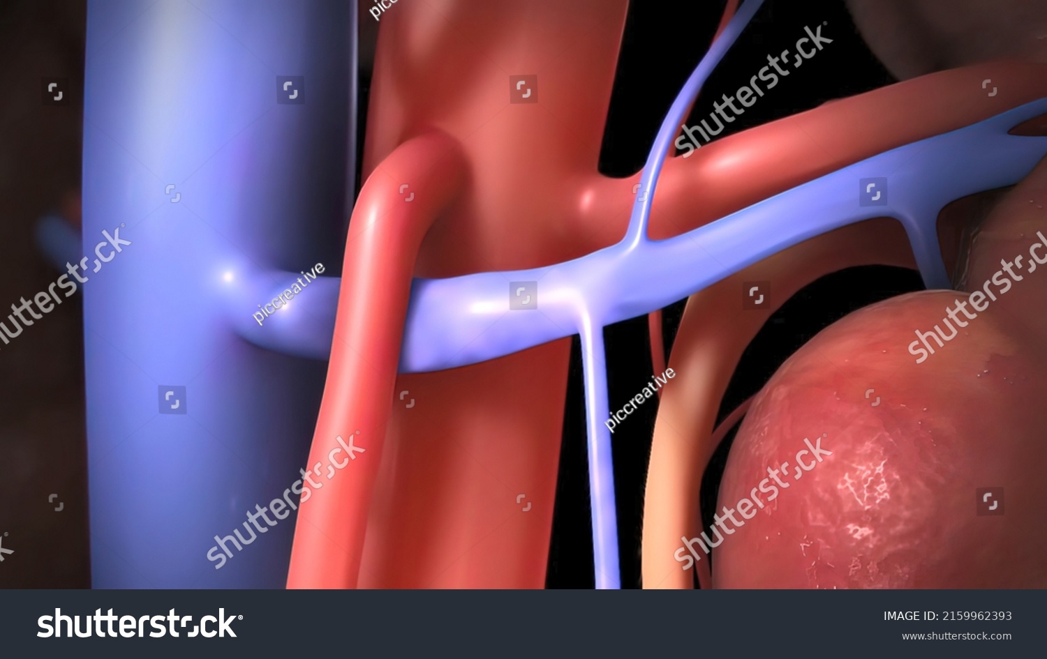 Right Testicular Vein Attaches Inferior Vena Stock Illustration 2159962393 Shutterstock