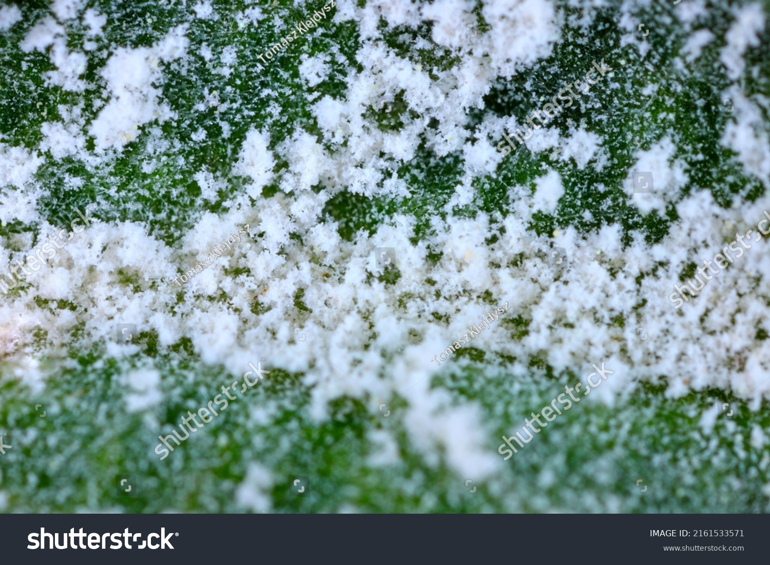 Primary Infection Powdery Mildew Podosphaera Leucotricha Stock Photo ... Primary Infection Powdery Mildew Podosphaera Leucotricha Stock Photo ...