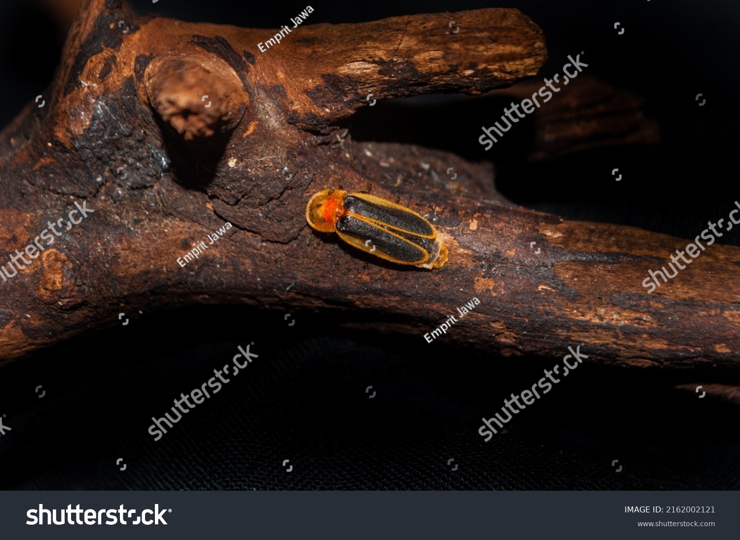 Firefly Dead Trees Black Background Stock Photo 2162002121 | Shutterstock Firefly Dead Trees Black Background Stock Photo 2162002121 | Shutterstock