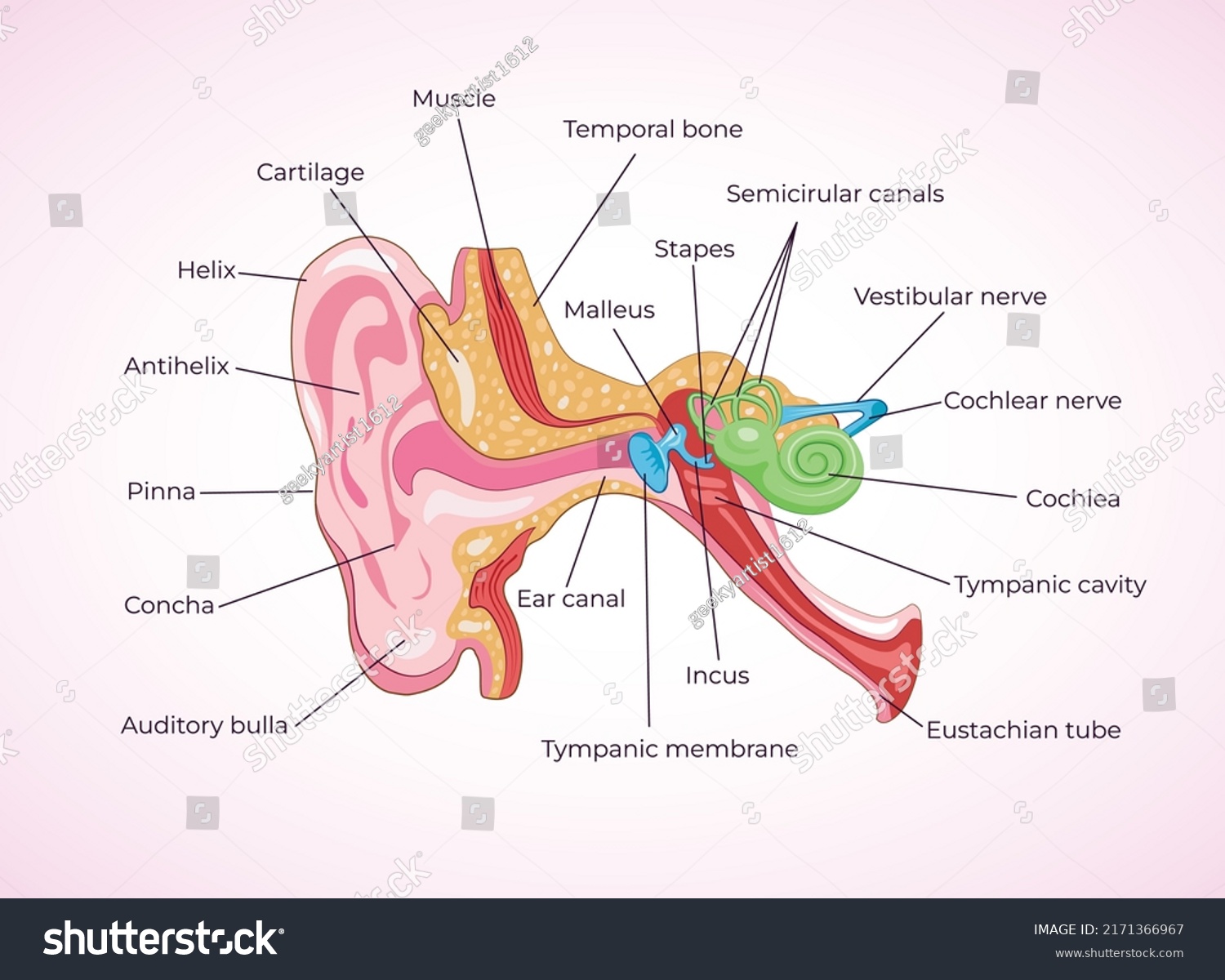 Human Ear Anatomy Ears Inner Structure Stock Vector (Royalty Free ... Human Ear Anatomy Ears Inner Structure Stock Vector (Royalty Free ...