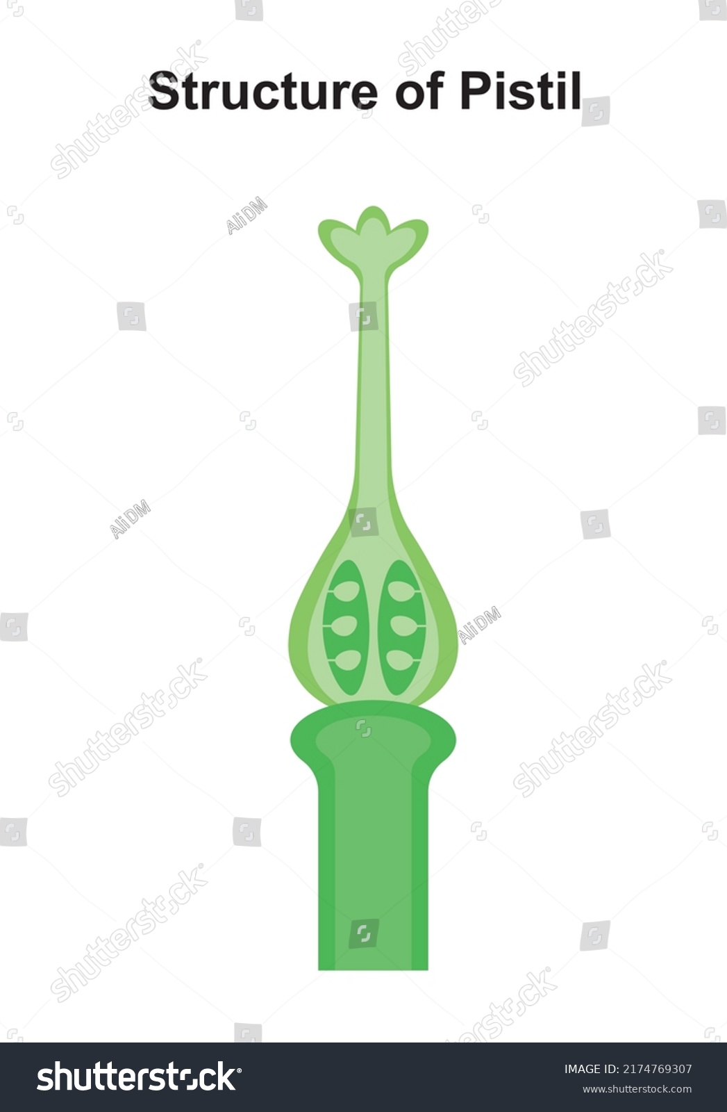 Scientific Designing Pistil Structure Female Reproductive Stock Vector ... Scientific Designing Pistil Structure Female Reproductive Stock Vector ...