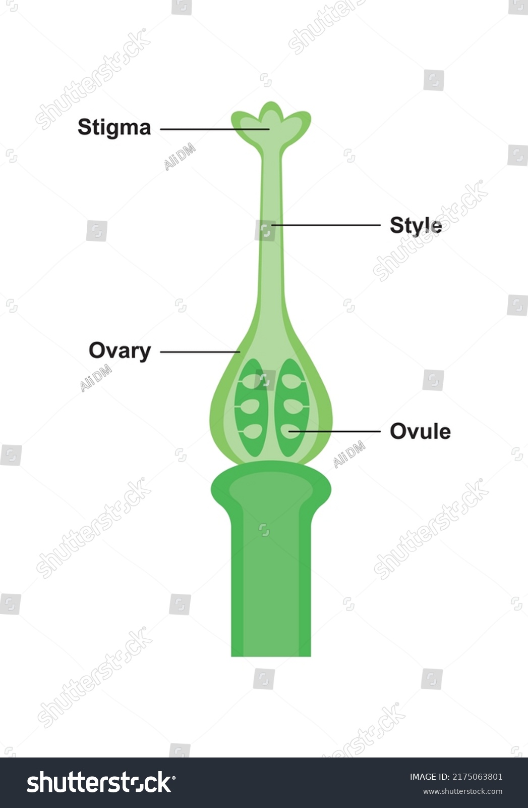 Scientific Designing Pistil Structure Female Reproductive Stock Vector ... Scientific Designing Pistil Structure Female Reproductive Stock Vector ...