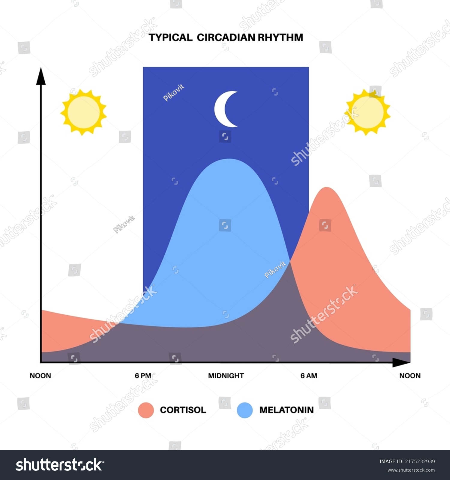 Circadian Rhythm Infographic Poster Melatonin Cortisol Stock Vector Royalty Free 2175232939