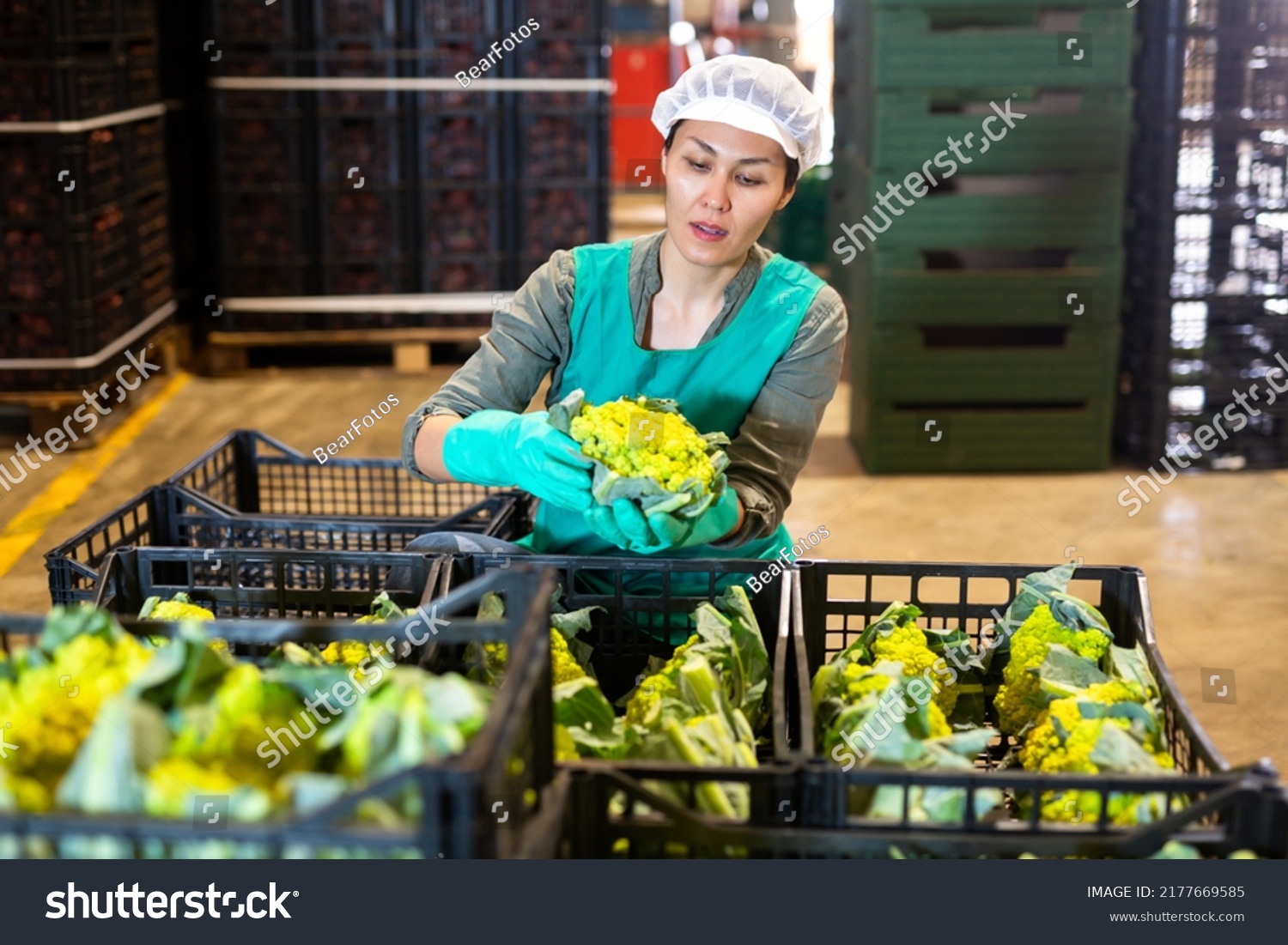 Asian Woman Sorting Cauliflower Checking Quality Stock Photo 2177669585 ... Asian Woman Sorting Cauliflower Checking Quality Stock Photo 2177669585 ...