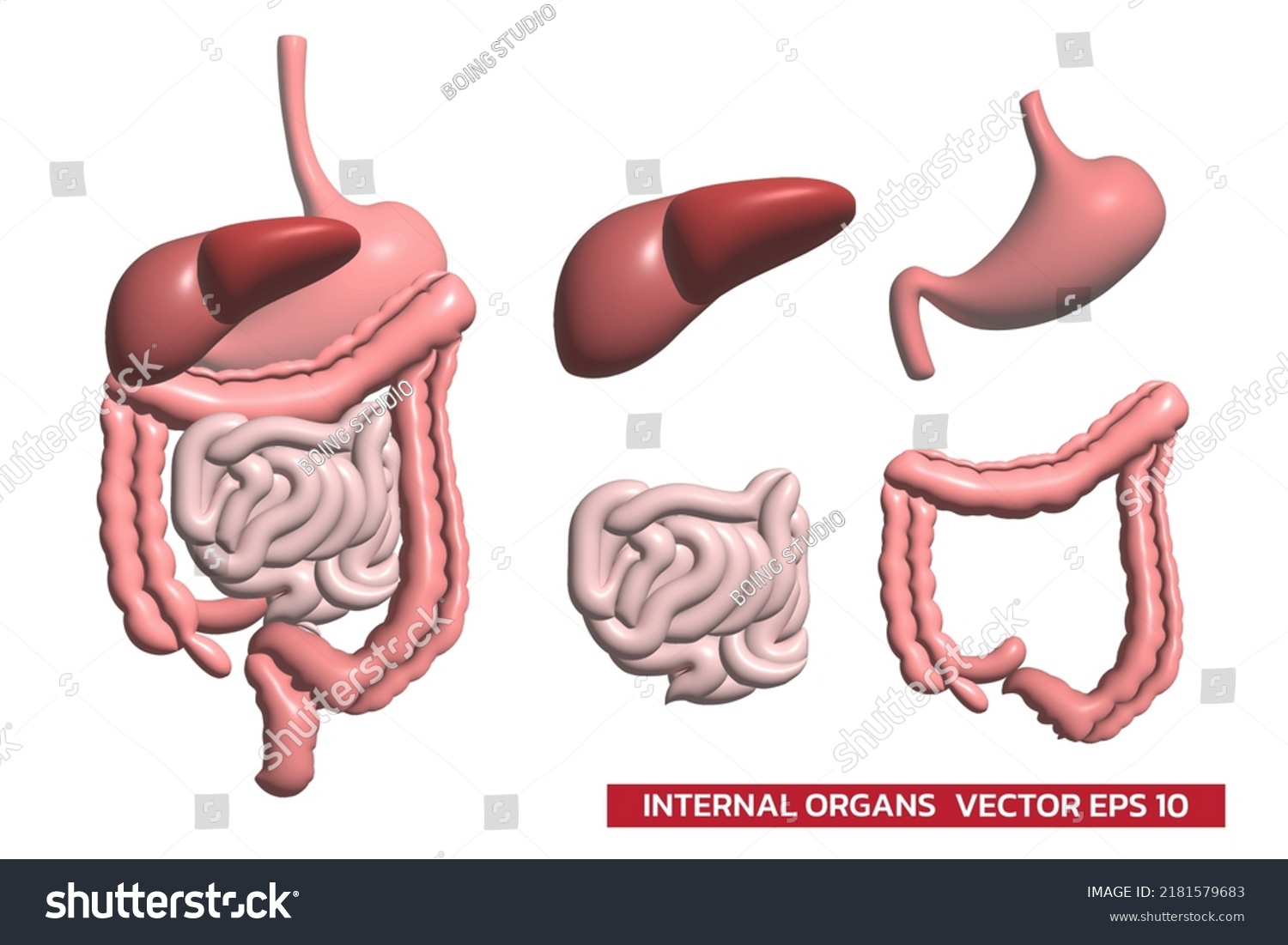 Digestive System Function Internal Organs Graphic Stock Vector (Royalty ... Digestive System Function Internal Organs Graphic Stock Vector (Royalty ...