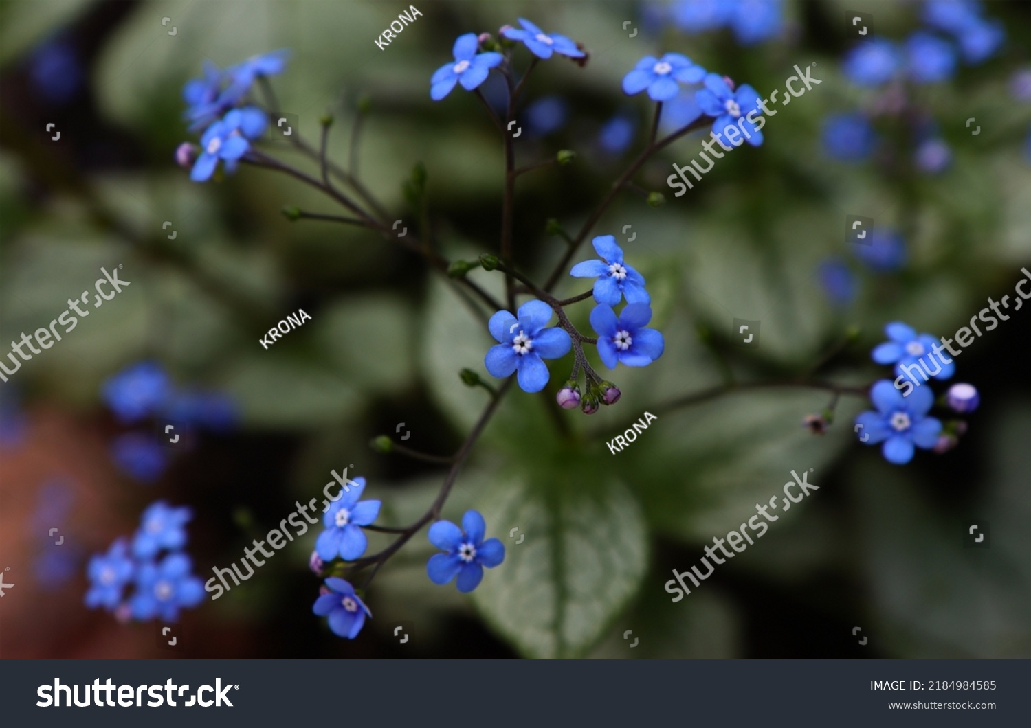 Brunnera Macrophylla Jack Frost Siberian Bugloss Stock Photo 2184984585 ... Brunnera Macrophylla Jack Frost Siberian Bugloss Stock Photo 2184984585 ...