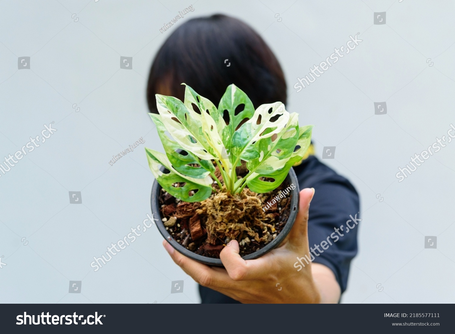 Nice Monstera Adansonii Albo Variegated Giant Stock Photo 2185577111 ... Nice Monstera Adansonii Albo Variegated Giant Stock Photo 2185577111 ...