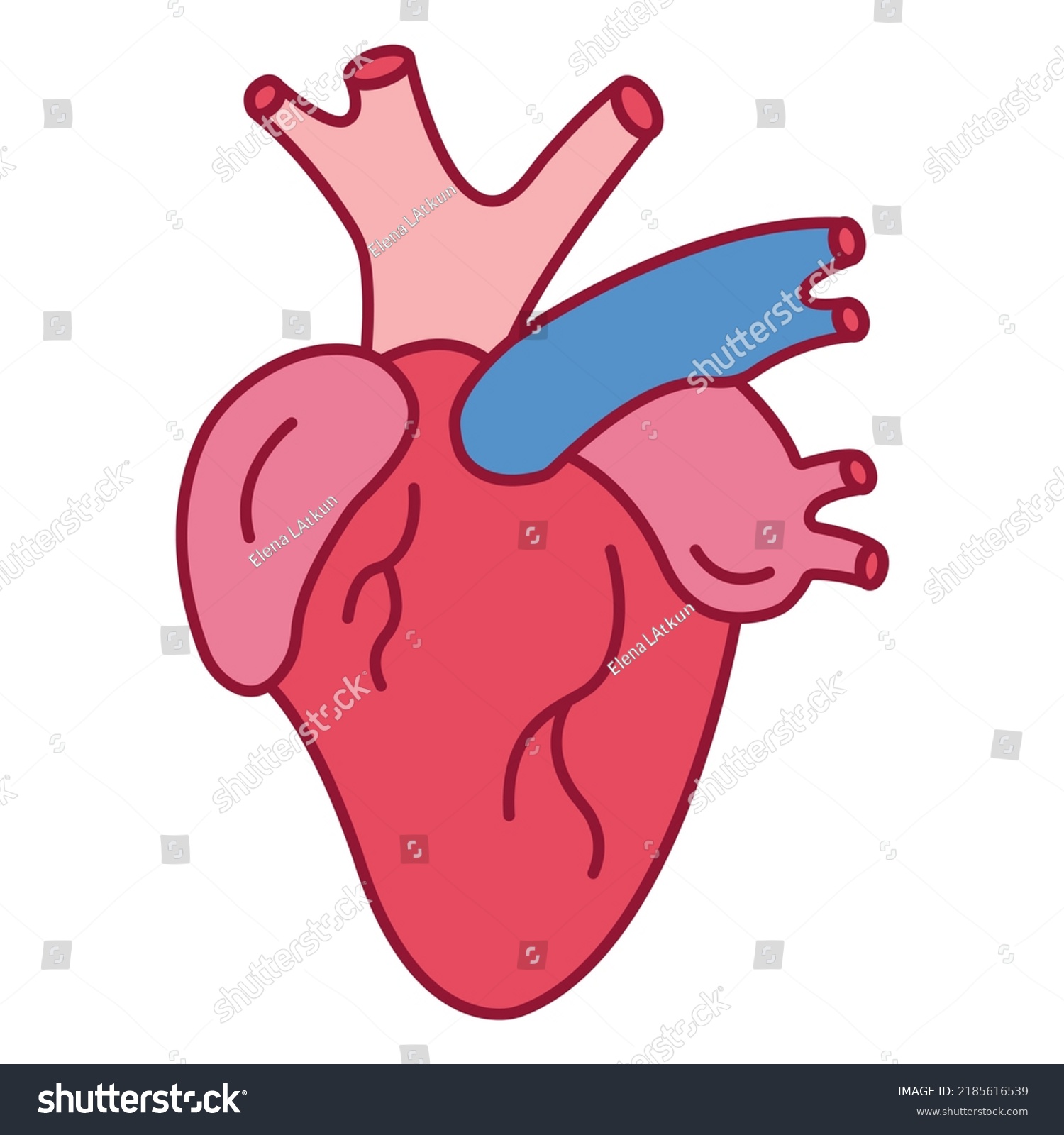 Human Heart Color Stroke High Quality Stock Vector (Royalty Free ... Human Heart Color Stroke High Quality Stock Vector (Royalty Free ...
