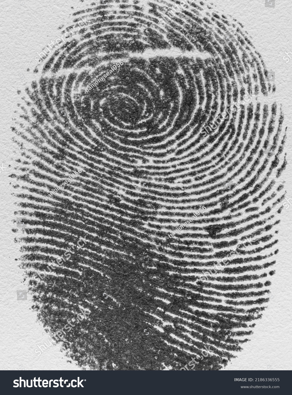 Black Macro Fingerprintfingerprint Detailreal Fingerprint White Stock