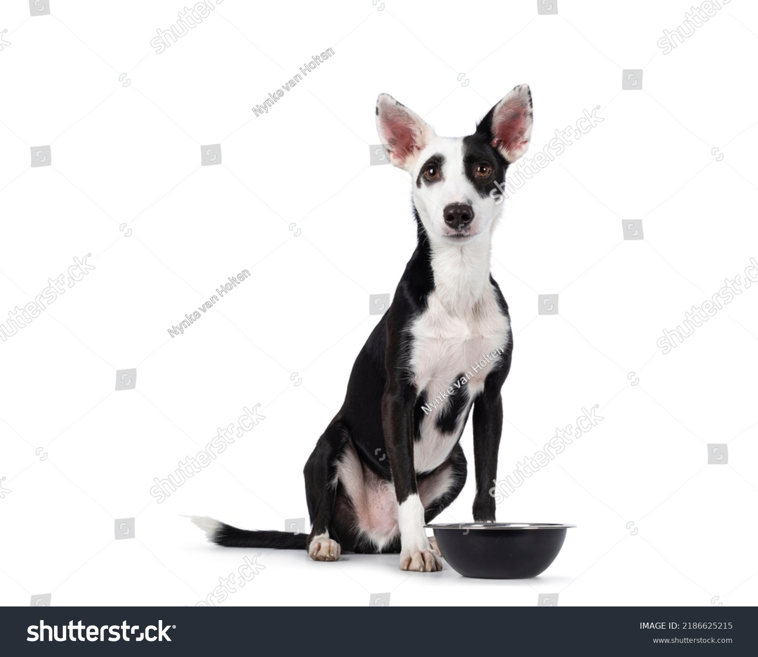 Handsome Black White Podenco Mix Dog Stock Photo 2186625215 | Shutterstock Handsome Black White Podenco Mix Dog Stock Photo 2186625215 | Shutterstock