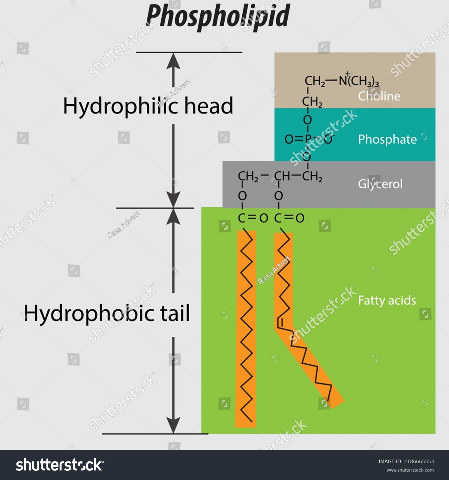 Phospholipid Structure Backbone Vector Labeled Properly Stock Vector ... Phospholipid Structure Backbone Vector Labeled Properly Stock Vector ...