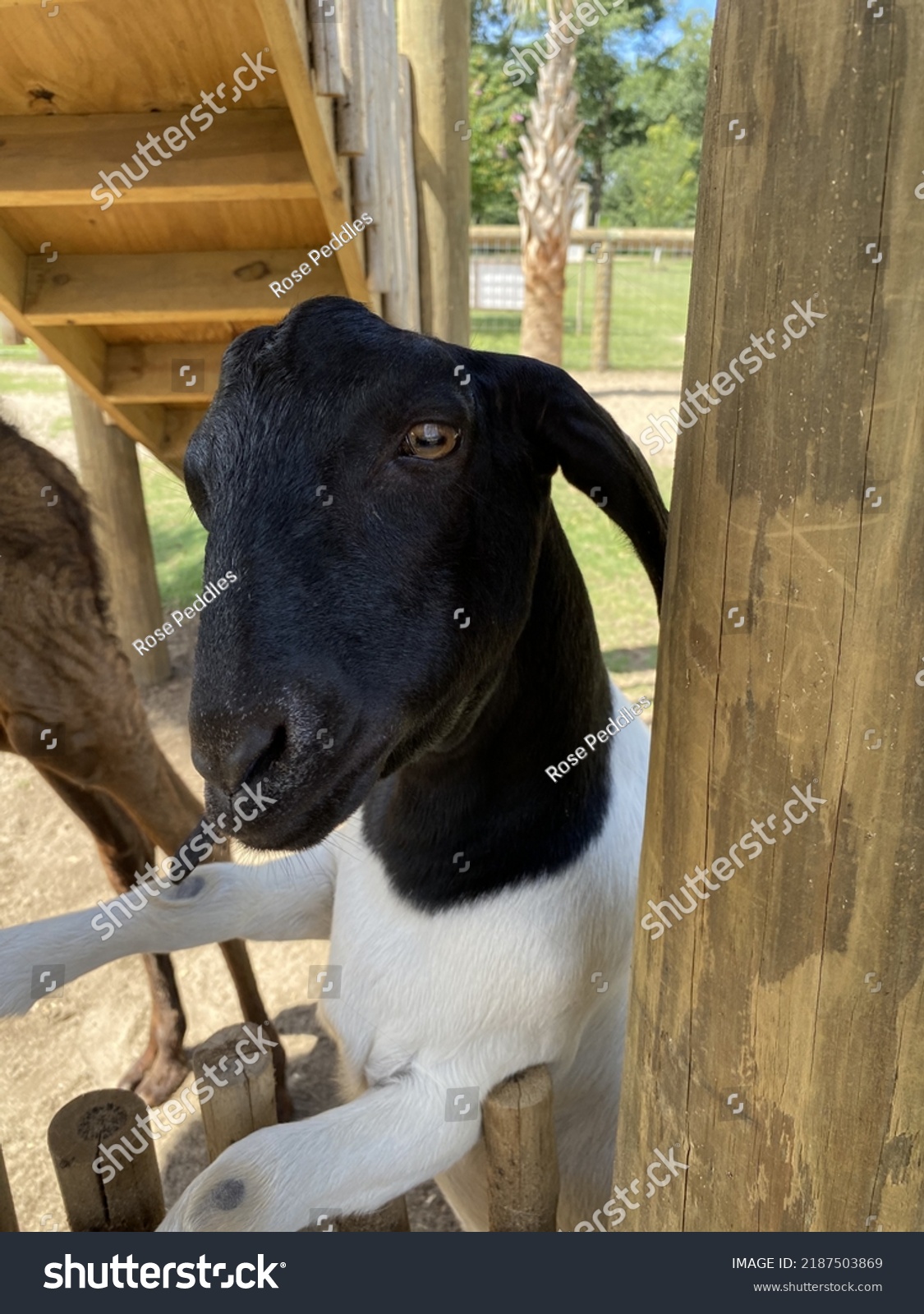Handsome Black White Goat Zoo Stock Photo 2187503869 | Shutterstock Handsome Black White Goat Zoo Stock Photo 2187503869 | Shutterstock