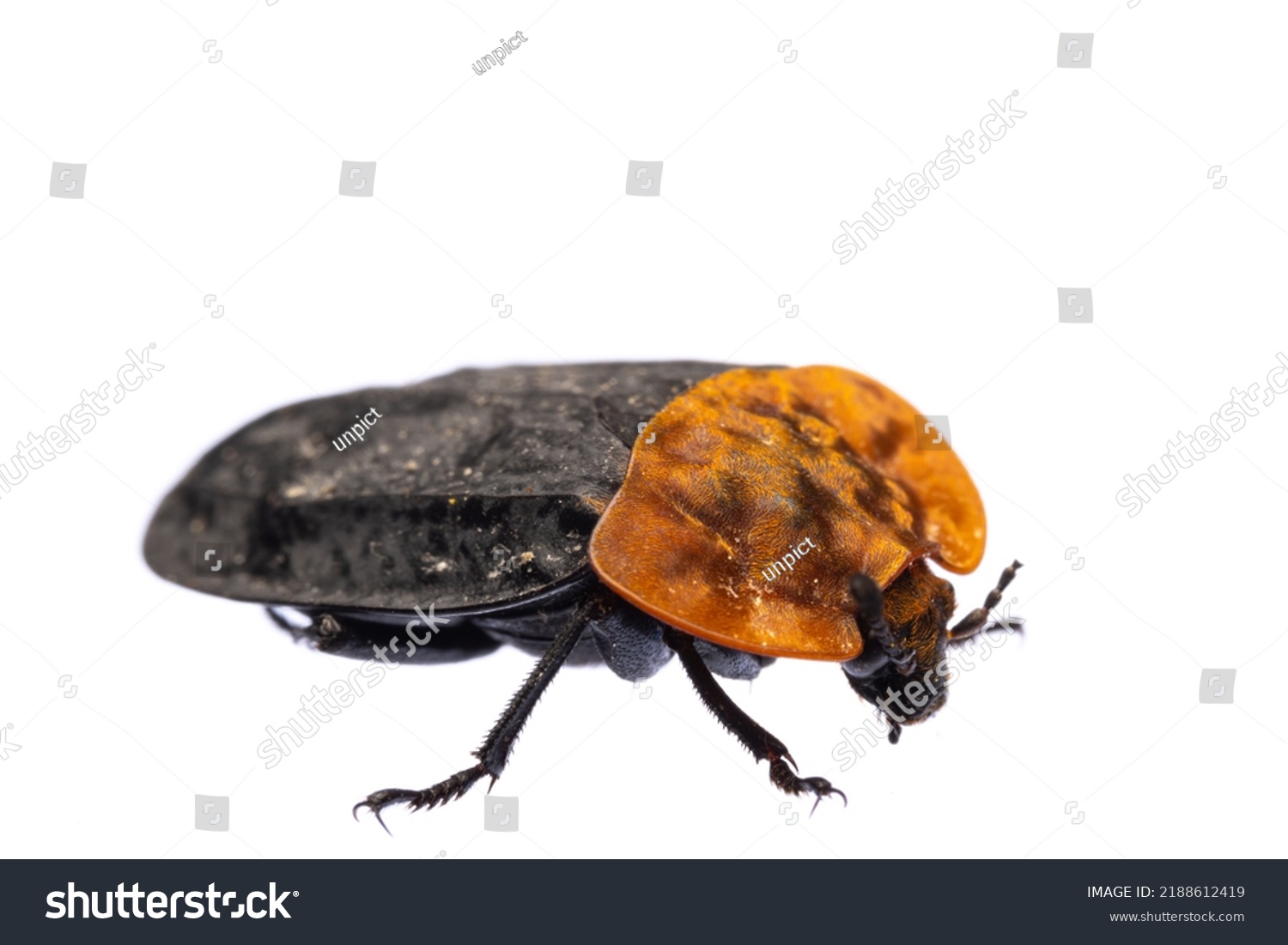 Insects Europe Beetles Side View Macro Stock Photo 2188612419 ... Insects Europe Beetles Side View Macro Stock Photo 2188612419 ...