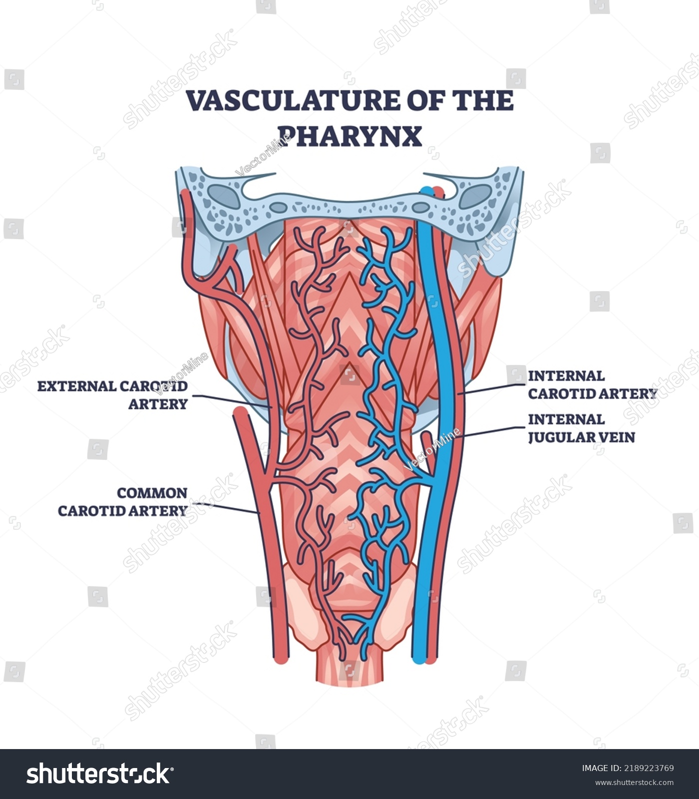 Vasculature Pharynx Throat Blood Artery Vein Stock Vector (Royalty Free ... Vasculature Pharynx Throat Blood Artery Vein Stock Vector (Royalty Free ...