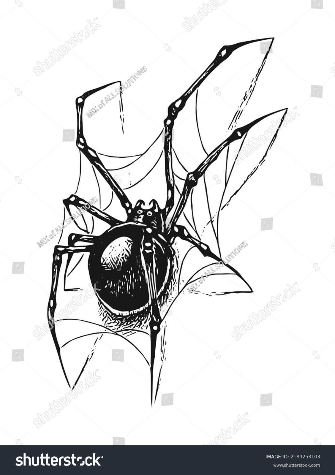 Stock Vector Illustration Realistic Black Spider Stock Vector Royalty