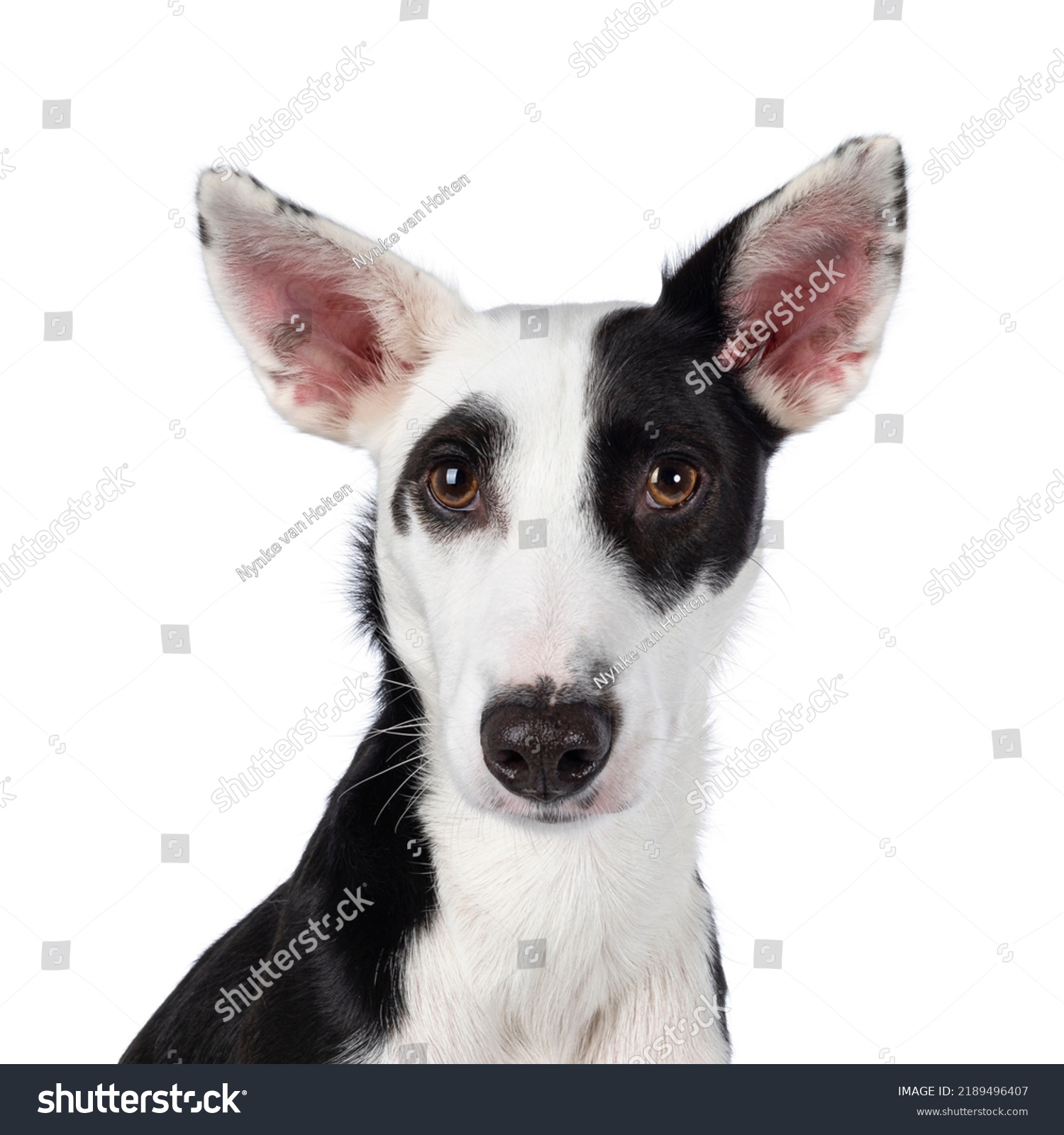 Head Shot Handsome Black White Podenco Stock Photo 2189496407 ... Head Shot Handsome Black White Podenco Stock Photo 2189496407 ...