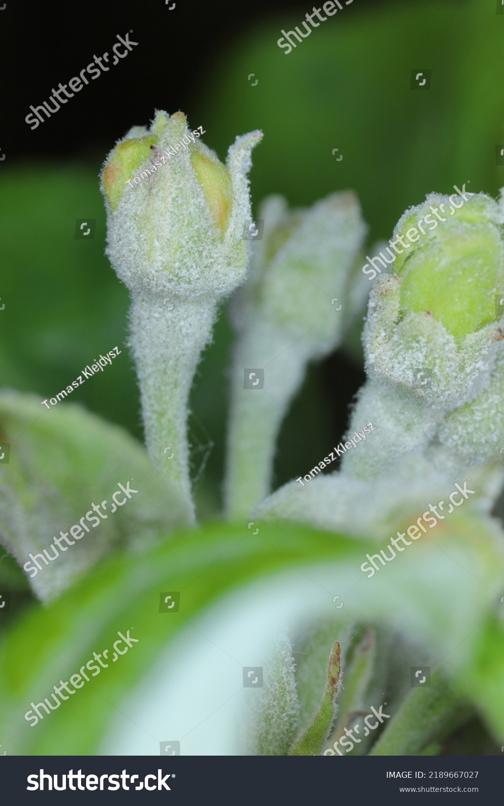 Powdery Mildew Podosphaera Leucotricha Primary Infection Stock Photo ... Powdery Mildew Podosphaera Leucotricha Primary Infection Stock Photo ...