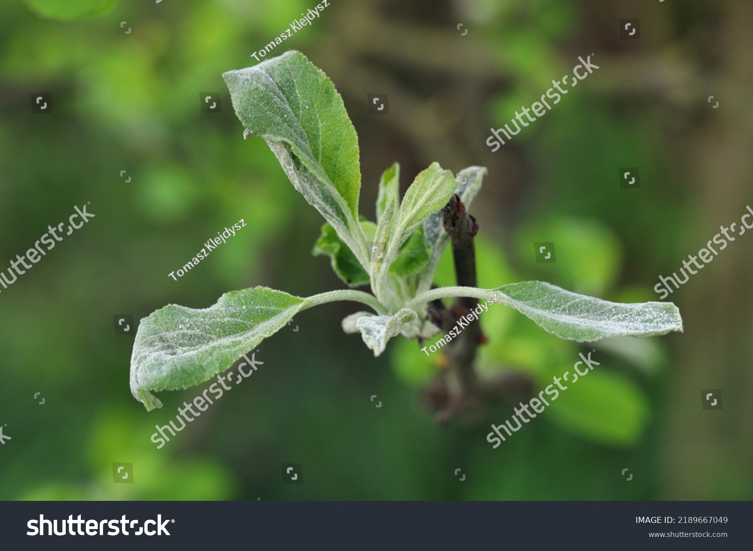 Powdery Mildew Podosphaera Leucotricha Primary Infection Stock Photo ... Powdery Mildew Podosphaera Leucotricha Primary Infection Stock Photo ...