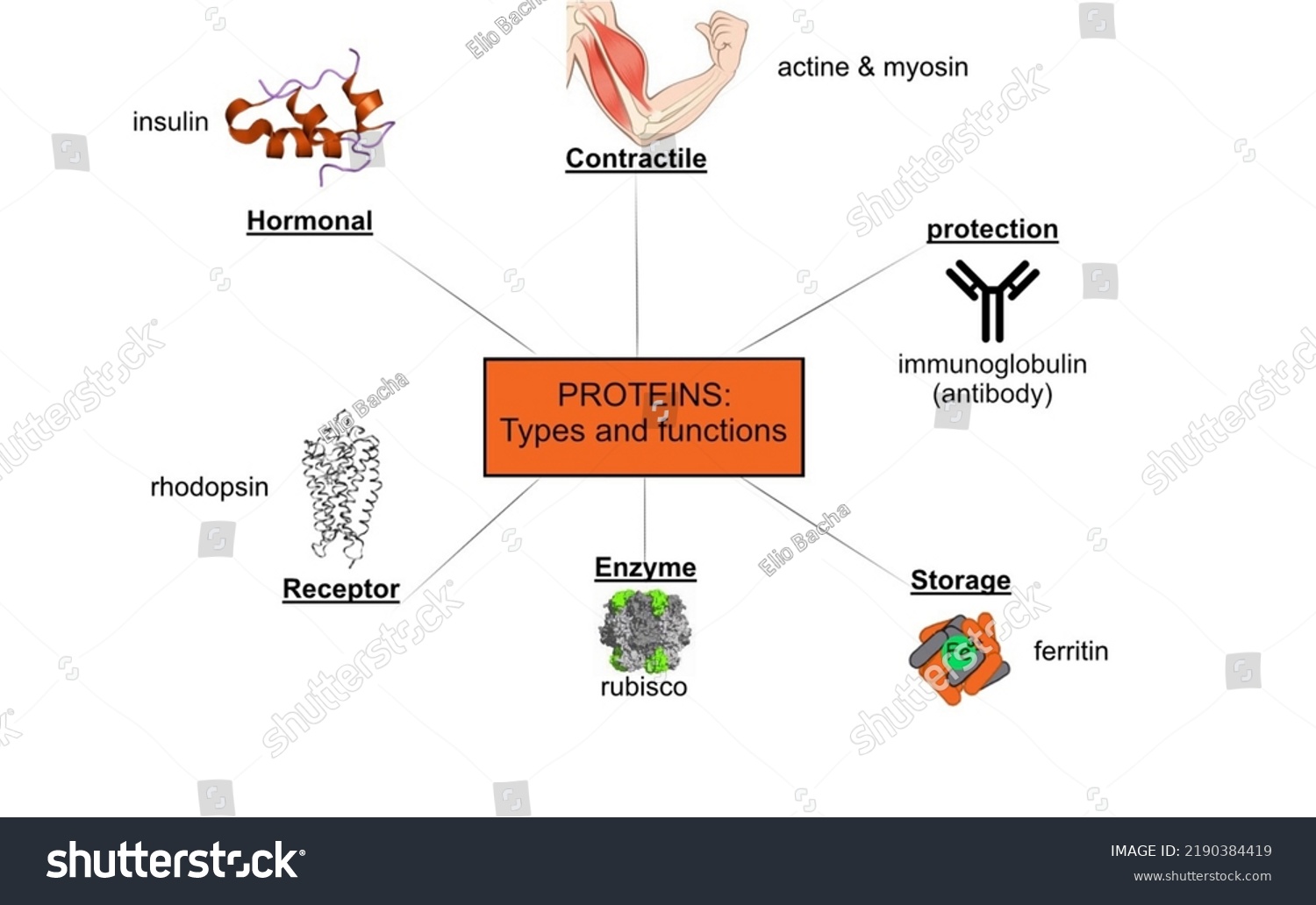 Proteins Functions Definition Types Structure Examples – Bilarasa Proteins Functions Definition Types Structure Examples – Bilarasa