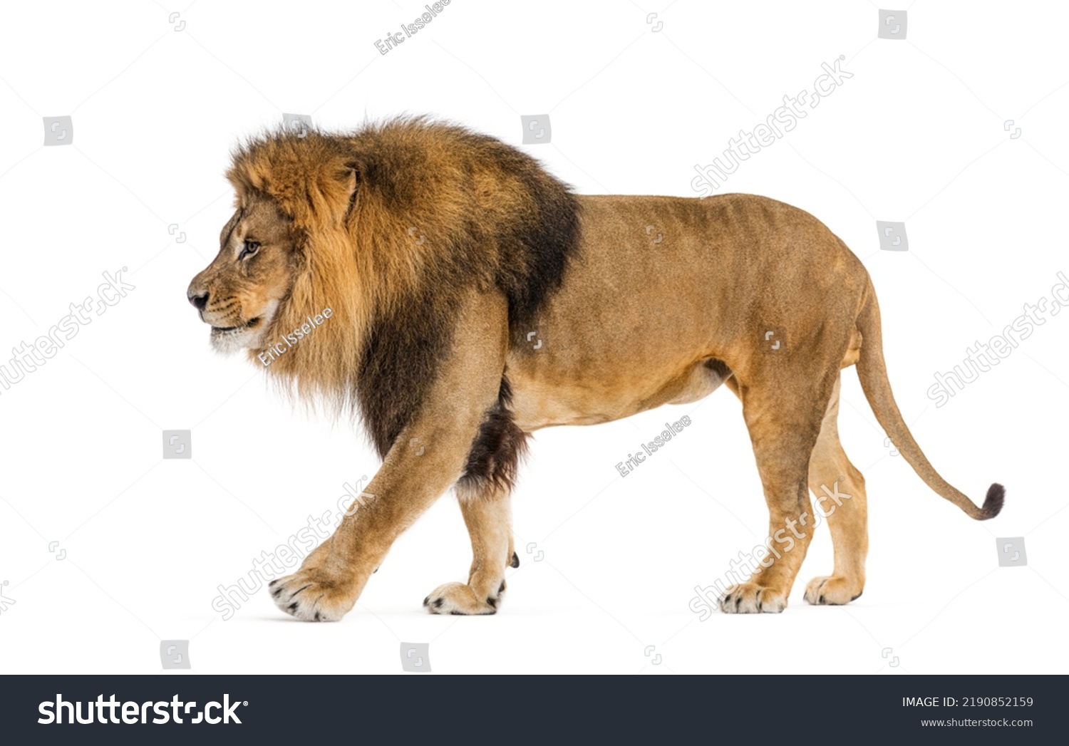Side View Lion Walking Away Isolated Stock Photo 2190852159 | Shutterstock Side View Lion Walking Away Isolated Stock Photo 2190852159 | Shutterstock
