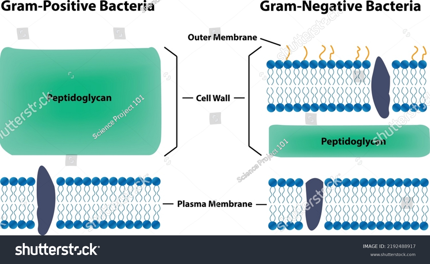 Scientific Diagram Structural Differences Between Gram Stock Vector ... Scientific Diagram Structural Differences Between Gram Stock Vector ...