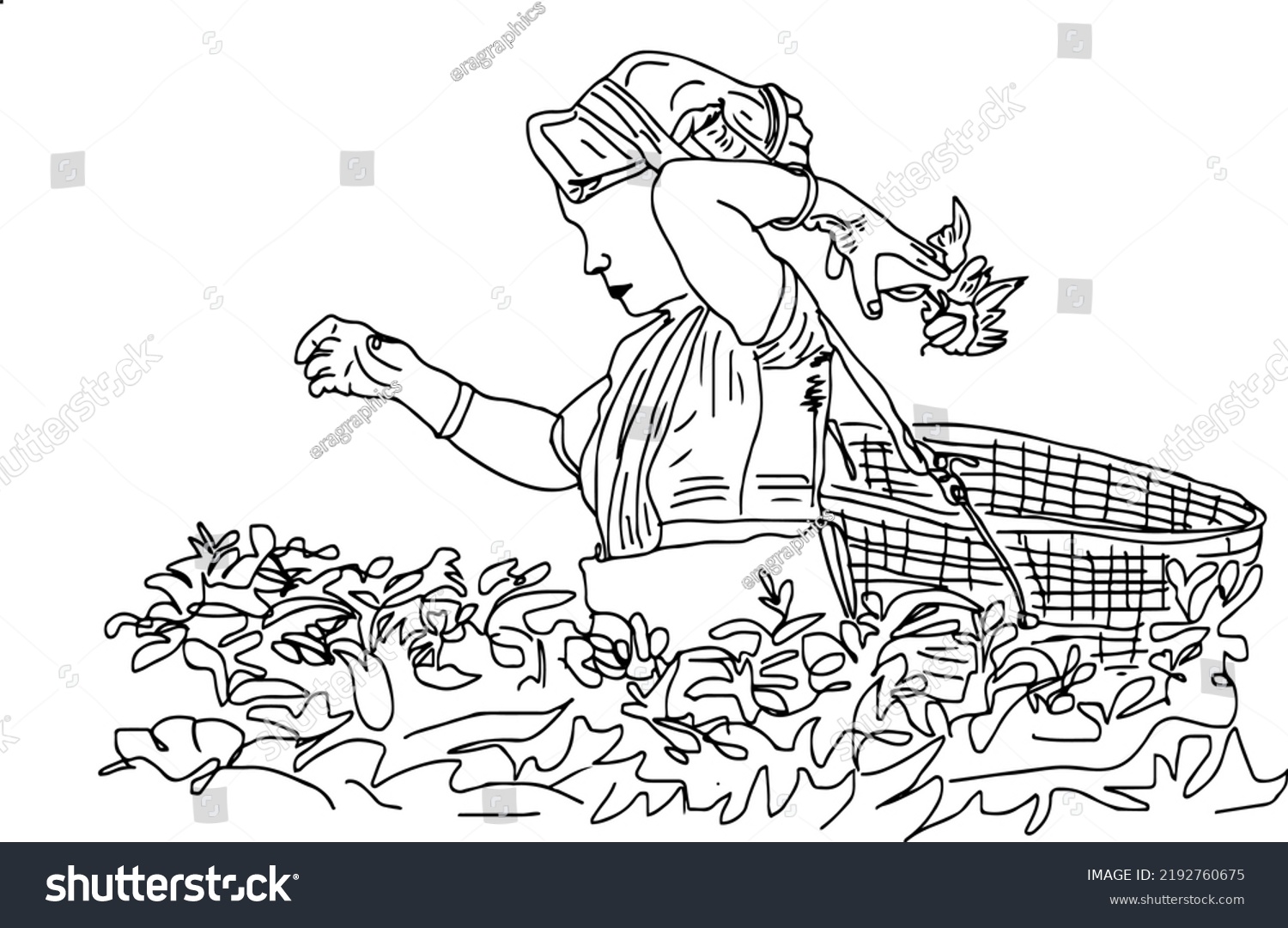 Sketch Drawing Assam Woman Picking Tea Stock Vector Royalty Free 2192760675 Shutterstock