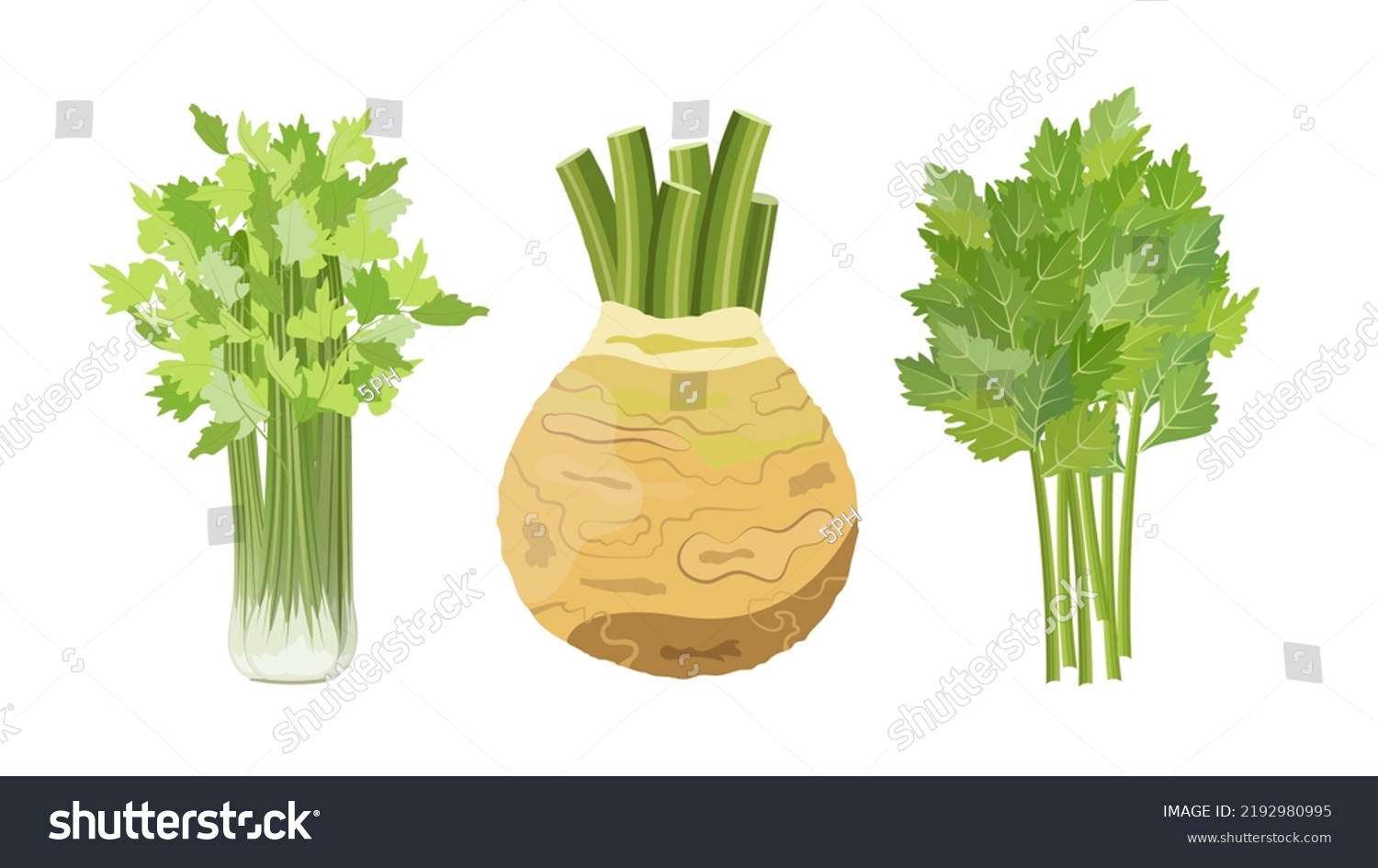 Celery Root Leaves Stems Vector Illustration Stock Vector (Royalty Free ... Celery Root Leaves Stems Vector Illustration Stock Vector (Royalty Free ...