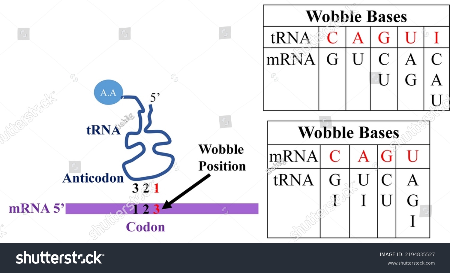 Wobble Hypothesis Explains Why Multiple Codons Stock Illustration 2194835527 | Shutterstock