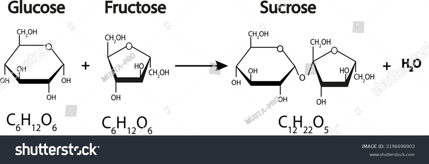 Formation Sucrose Formation Glycosidic Bond Two Stock Vector Royalty Free 2196698903