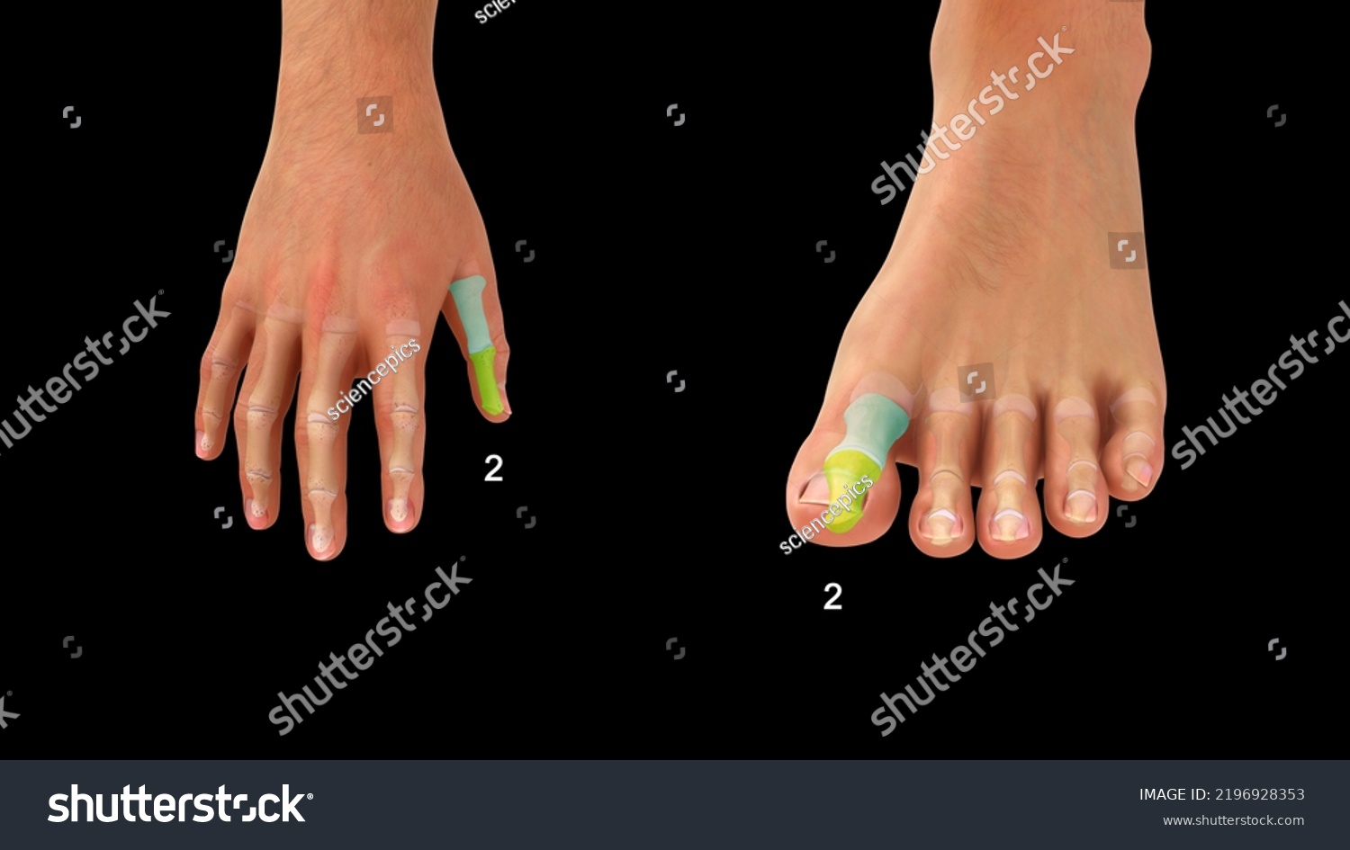 Human Pollex Hallux Bone Anatomy 3d ภาพประกอบสต็อก 2196928353 Shutterstock