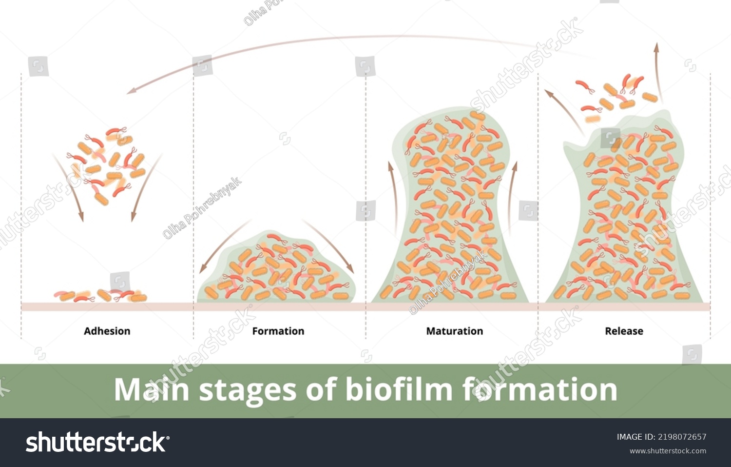 Main Stages Biofilm Formation Microorganisms Bacteria Stock Vector ... Main Stages Biofilm Formation Microorganisms Bacteria Stock Vector ...