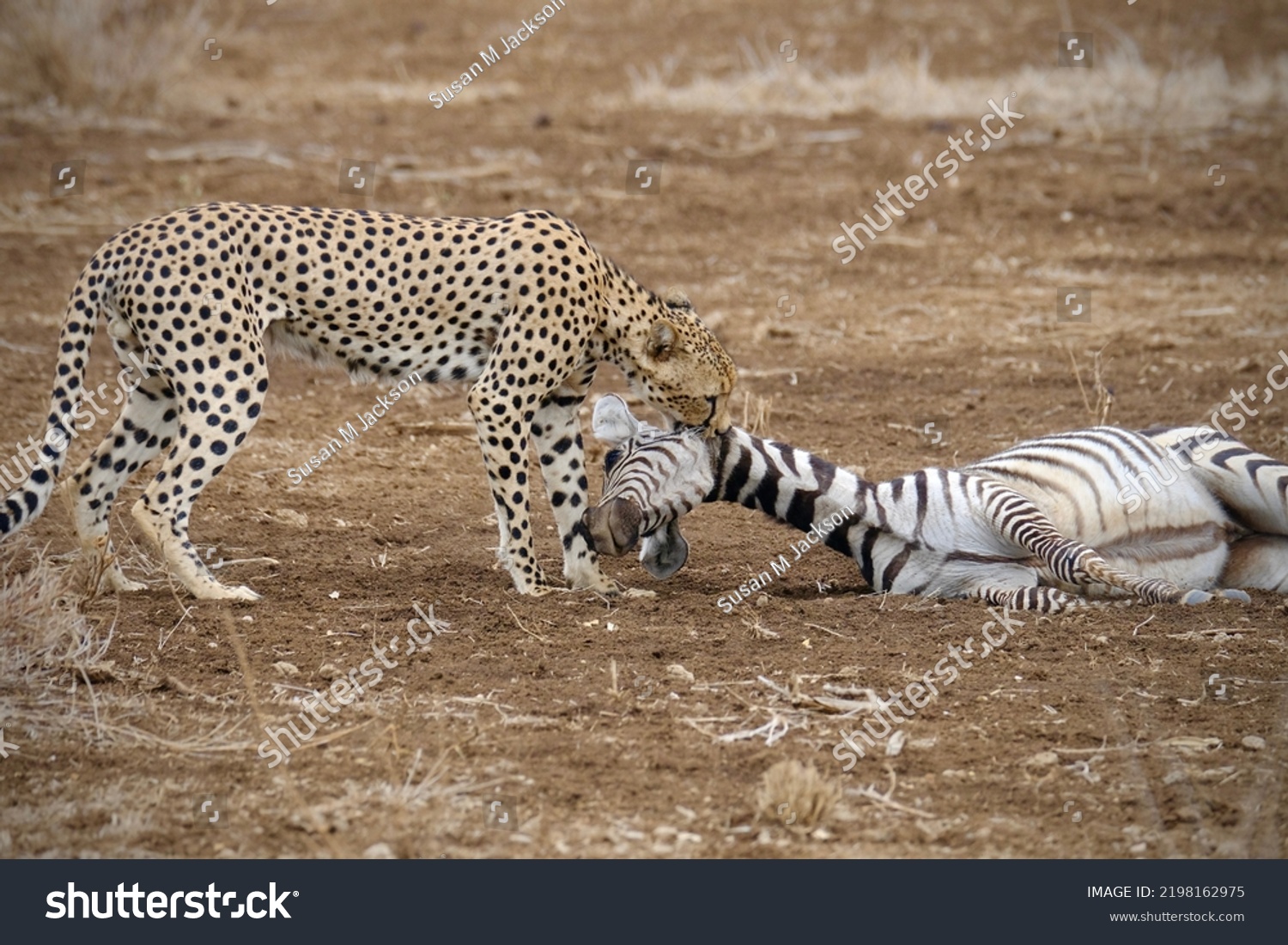 Cheetah Dragging Zebra Kill Across Dry Stock Photo 2198162975 ... Cheetah Dragging Zebra Kill Across Dry Stock Photo 2198162975 ...