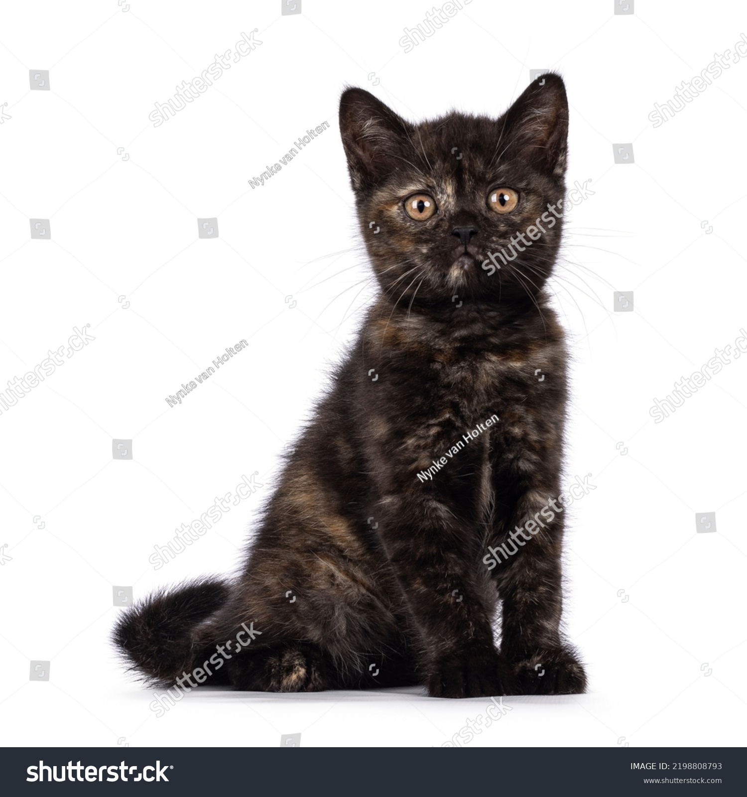 Curious Little Tortie British Shorthair Cat Stock Photo 2198808793 ... Curious Little Tortie British Shorthair Cat Stock Photo 2198808793 ...
