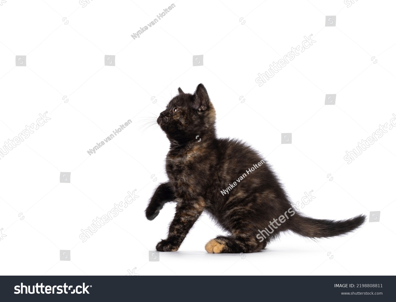 Curious Little Tortie British Shorthair Cat Stock Photo 2198808811 ... Curious Little Tortie British Shorthair Cat Stock Photo 2198808811 ...