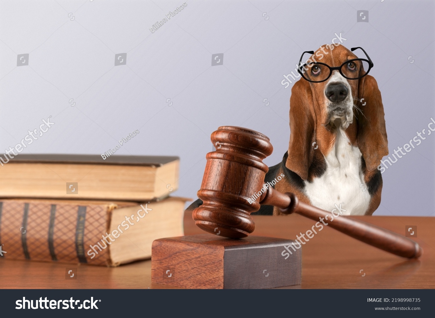 Cuter Dog Sits Behind Judges Gavel Stock Photo 2198998735 | Shutterstock Cuter Dog Sits Behind Judges Gavel Stock Photo 2198998735 | Shutterstock