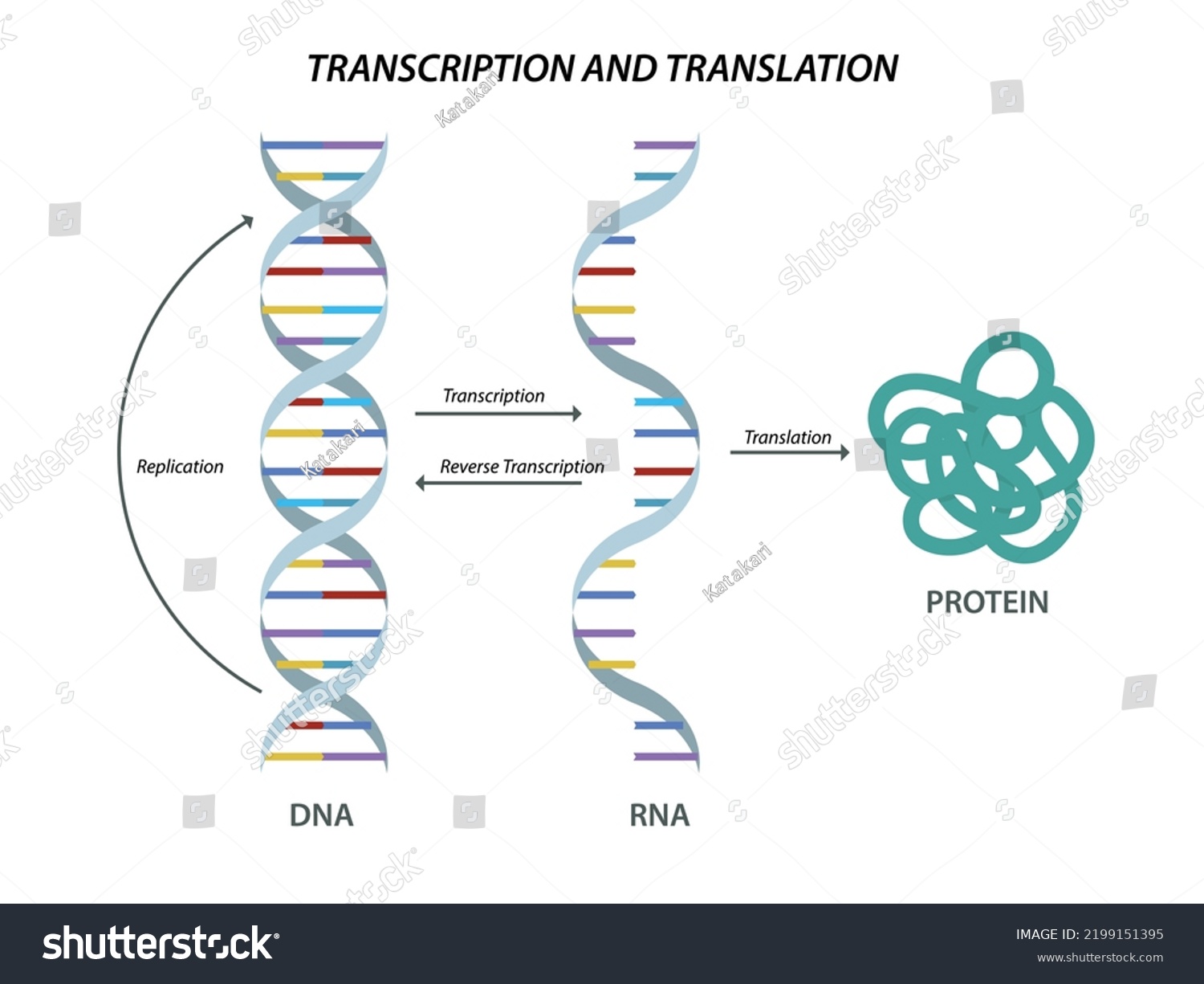 Scientific Biological Model Dna Rna Transcription Stock Vector Royalty