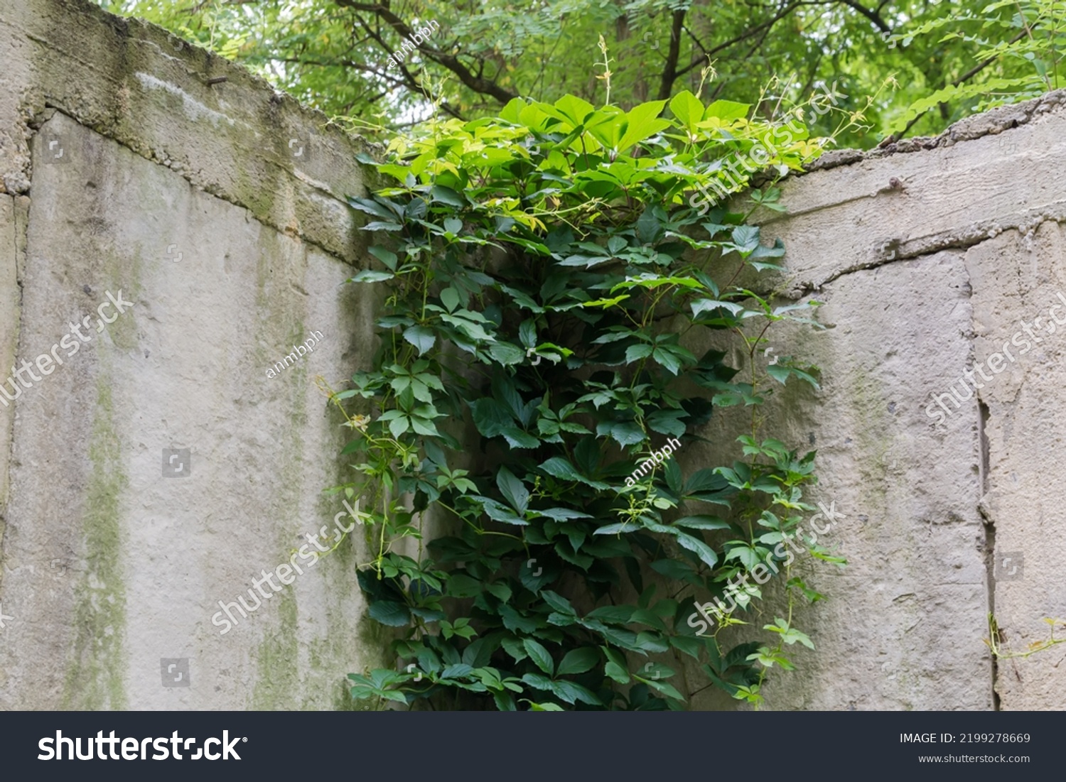 Hanging Stems Maiden Grapes Green Leaves Stock Photo 2199278669 ... Hanging Stems Maiden Grapes Green Leaves Stock Photo 2199278669 ...