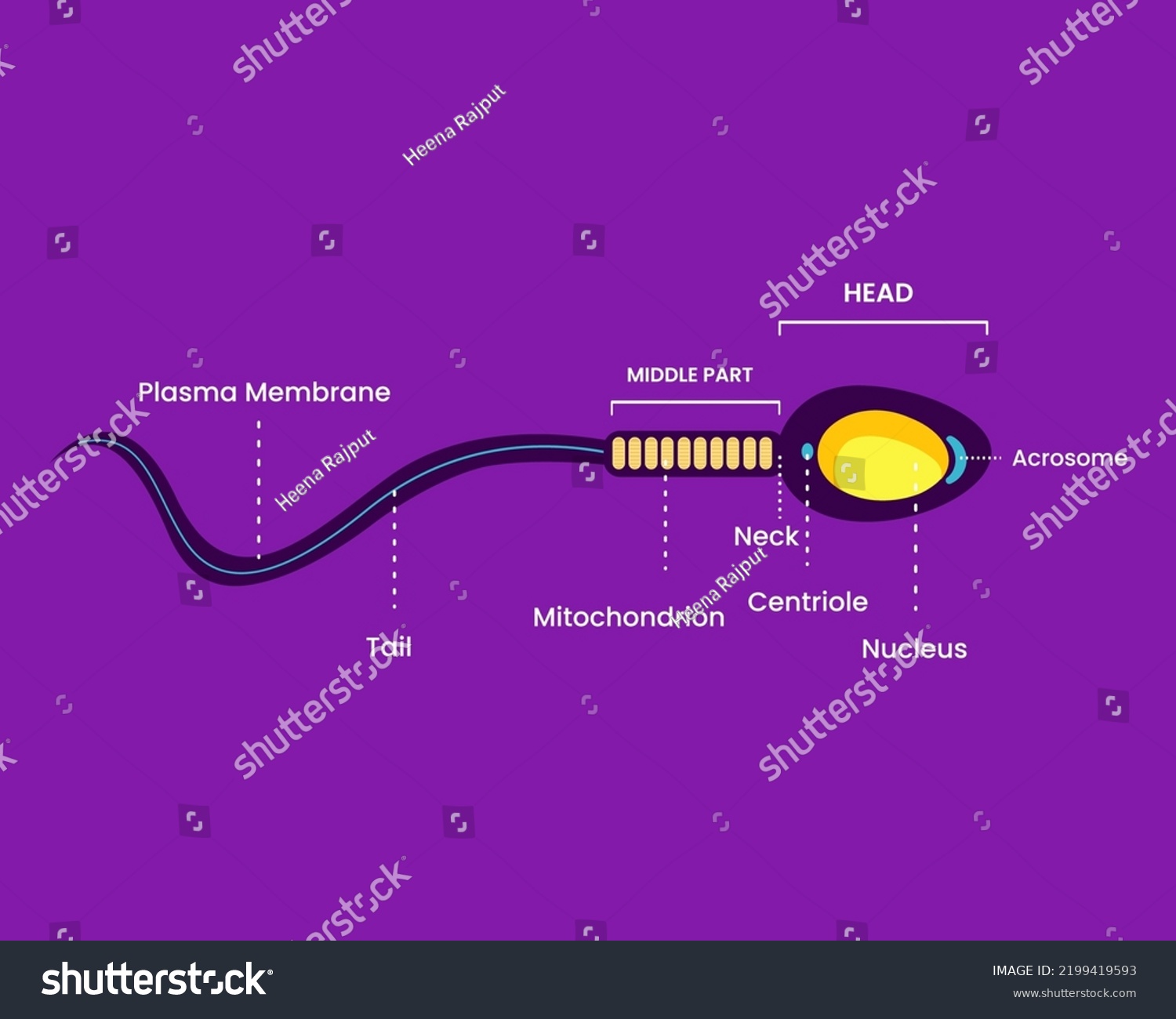 Diagram Showing Human Sperm Anatomy Structure Stock Vector (Royalty ... Diagram Showing Human Sperm Anatomy Structure Stock Vector (Royalty ...