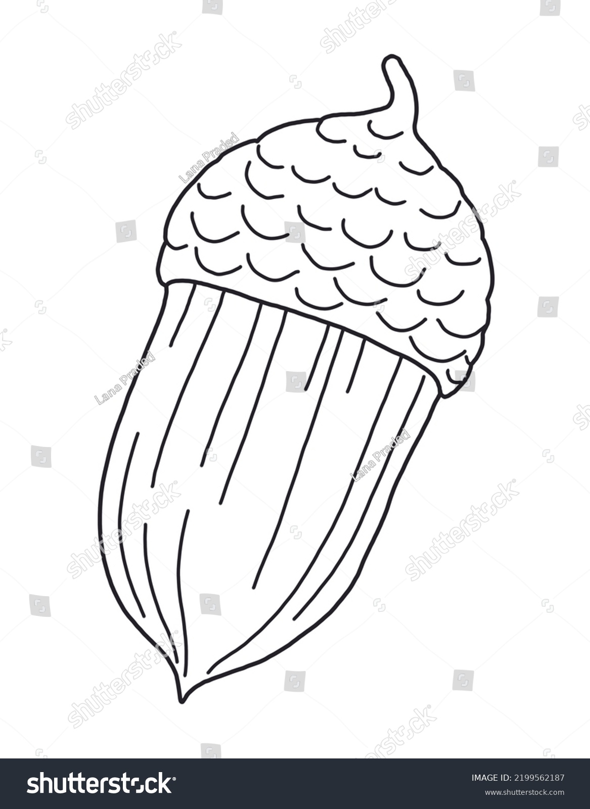 Acorn Outline Drawing Black Line On Stock Illustration 2199562187 Shutterstock