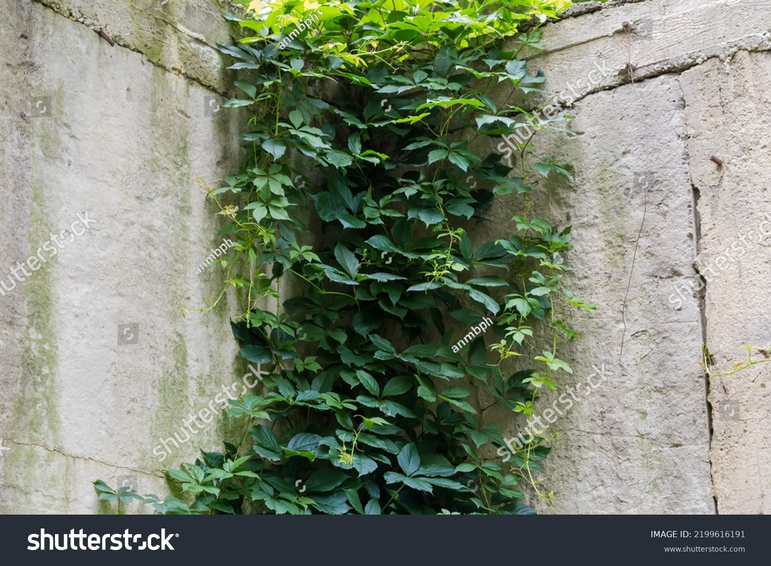 Hanging Stems Maiden Grapes Green Leaves Stock Photo 2199616191 ... Hanging Stems Maiden Grapes Green Leaves Stock Photo 2199616191 ...