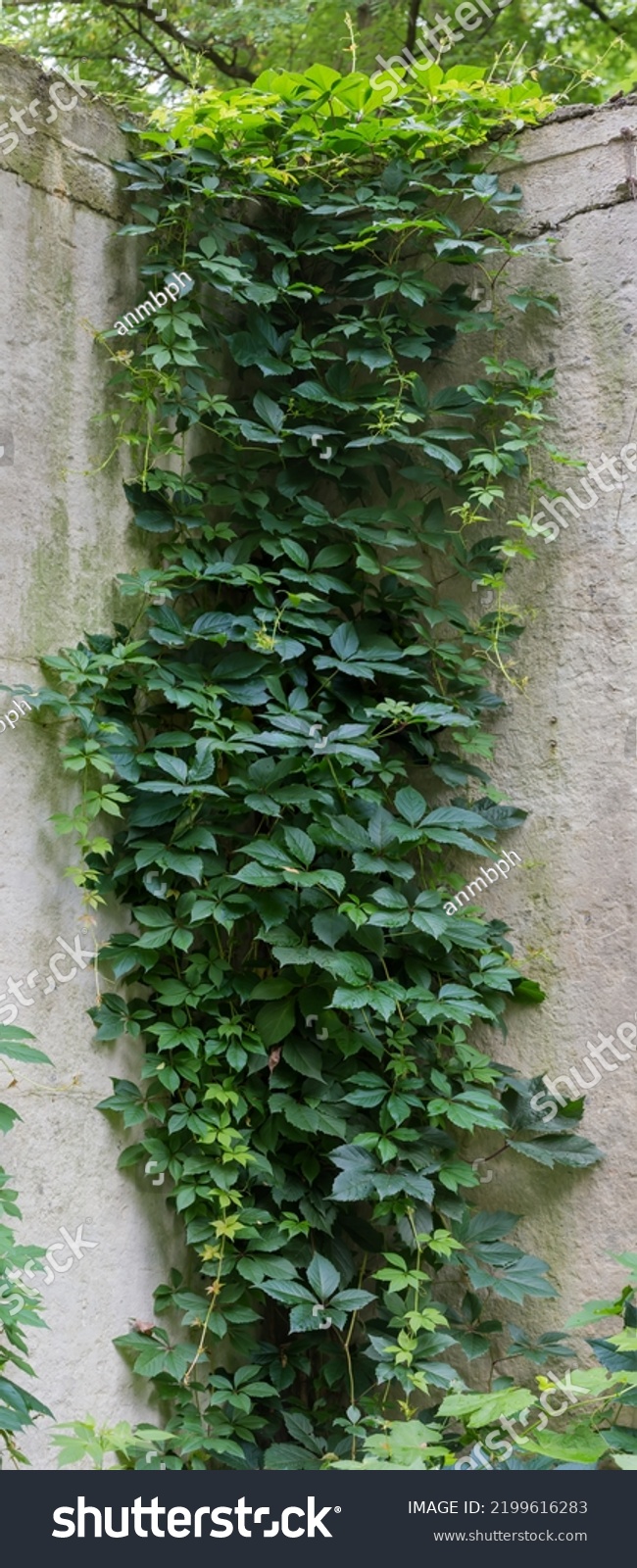 Hanging Stems Maiden Grapes Green Leaves Stock Photo 2199616283 ... Hanging Stems Maiden Grapes Green Leaves Stock Photo 2199616283 ...